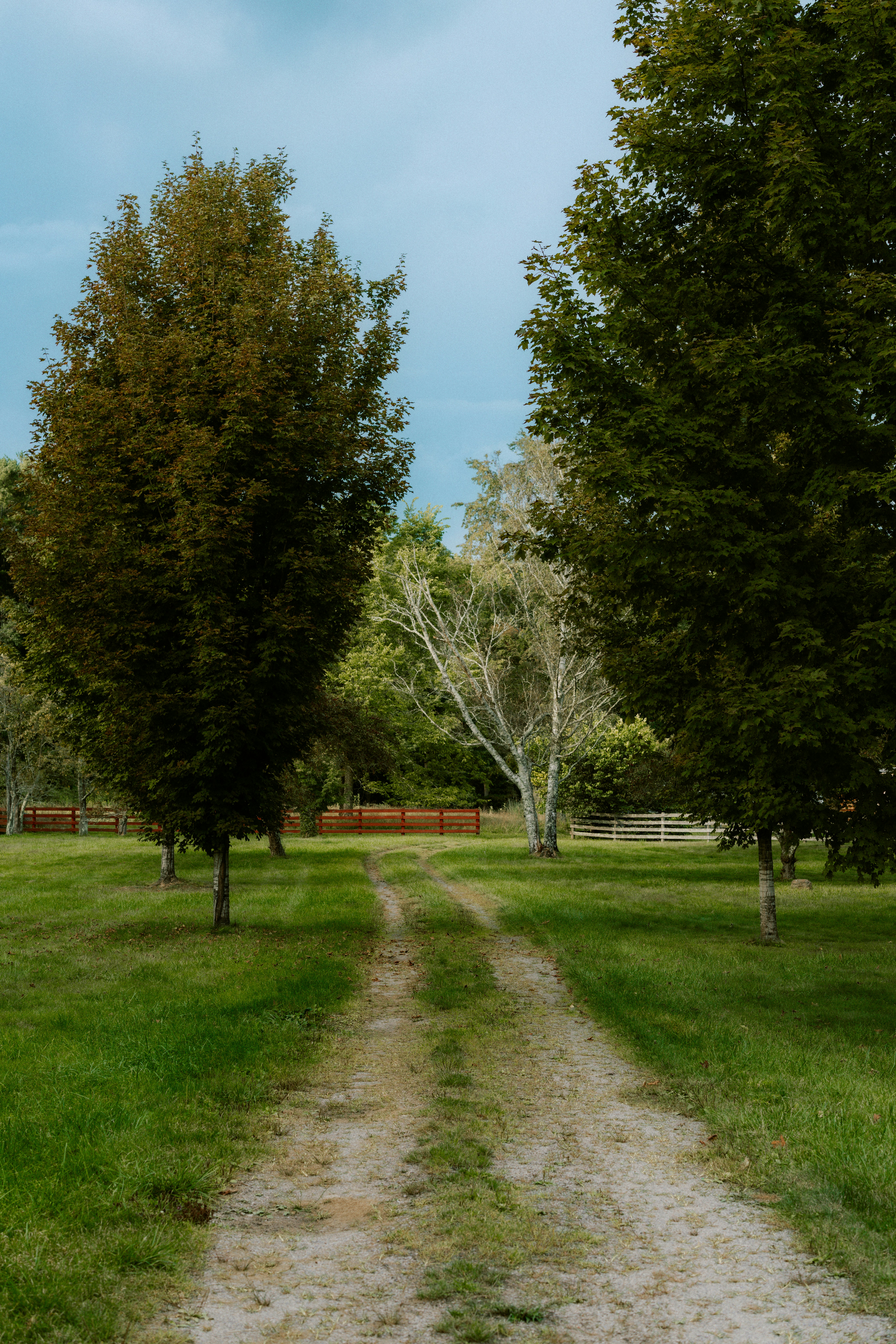 Pathway Through Nature's Embrace