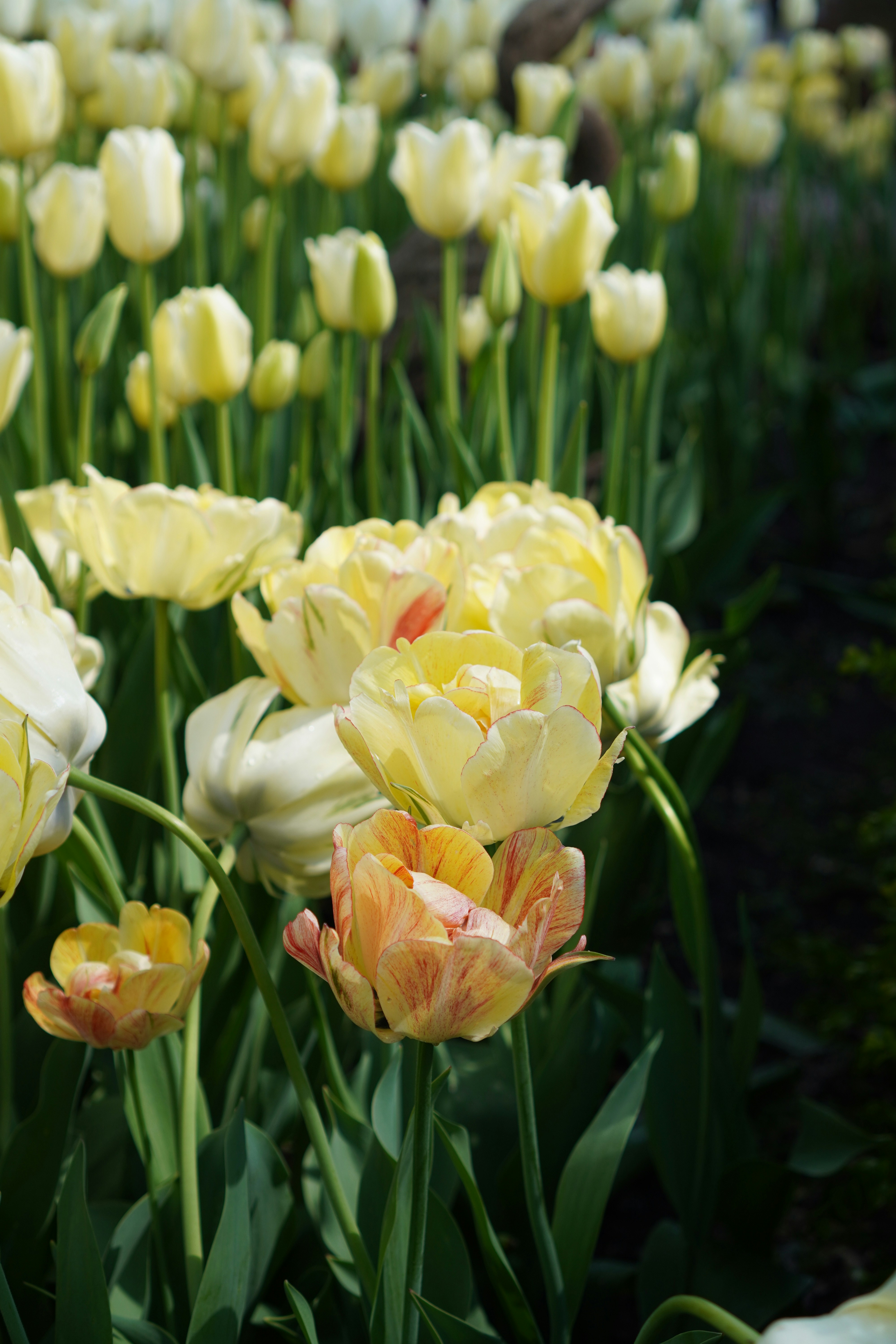A field of pale yellow and orange tulips.