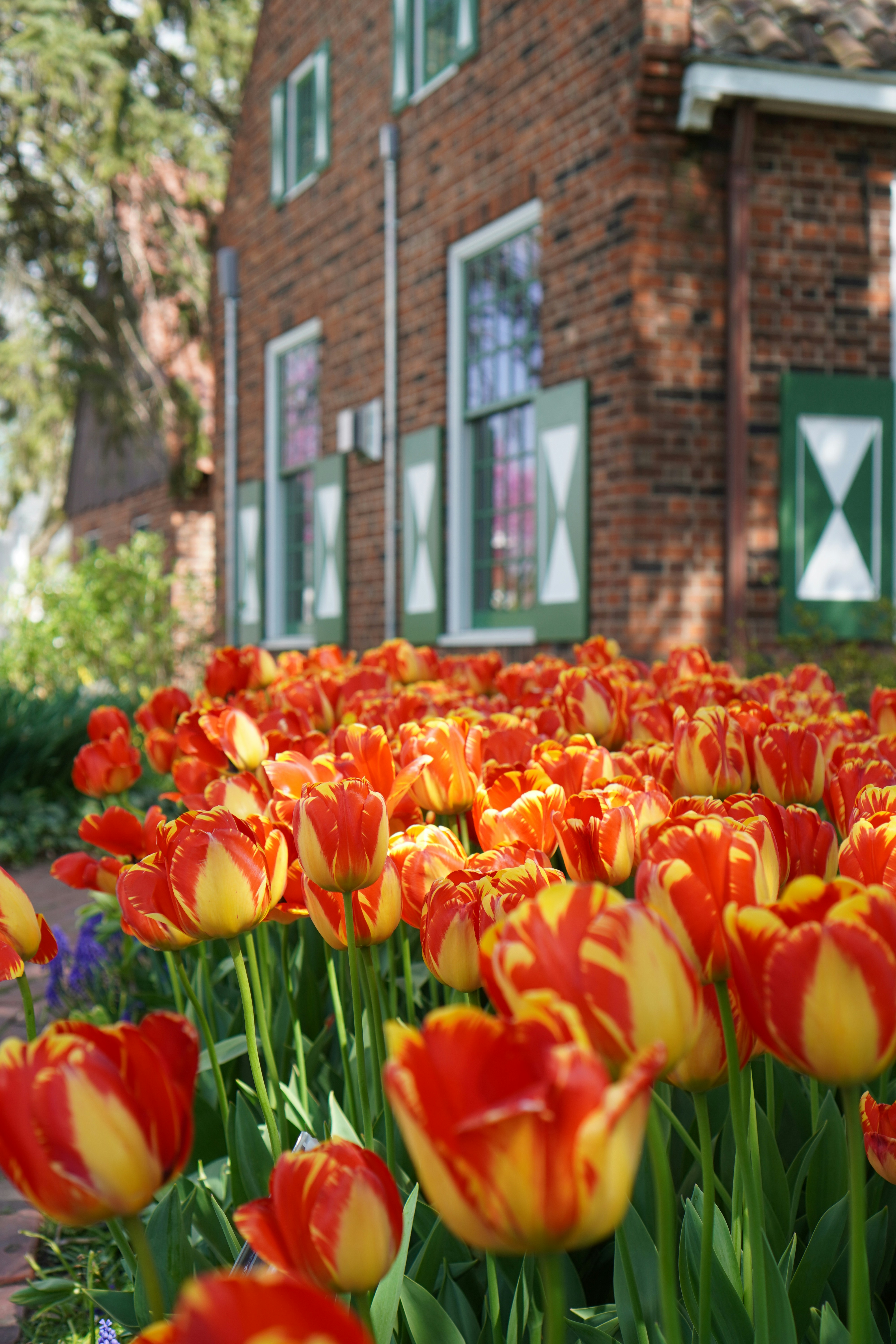 Tulip Tide Along a Brick-Walled Street