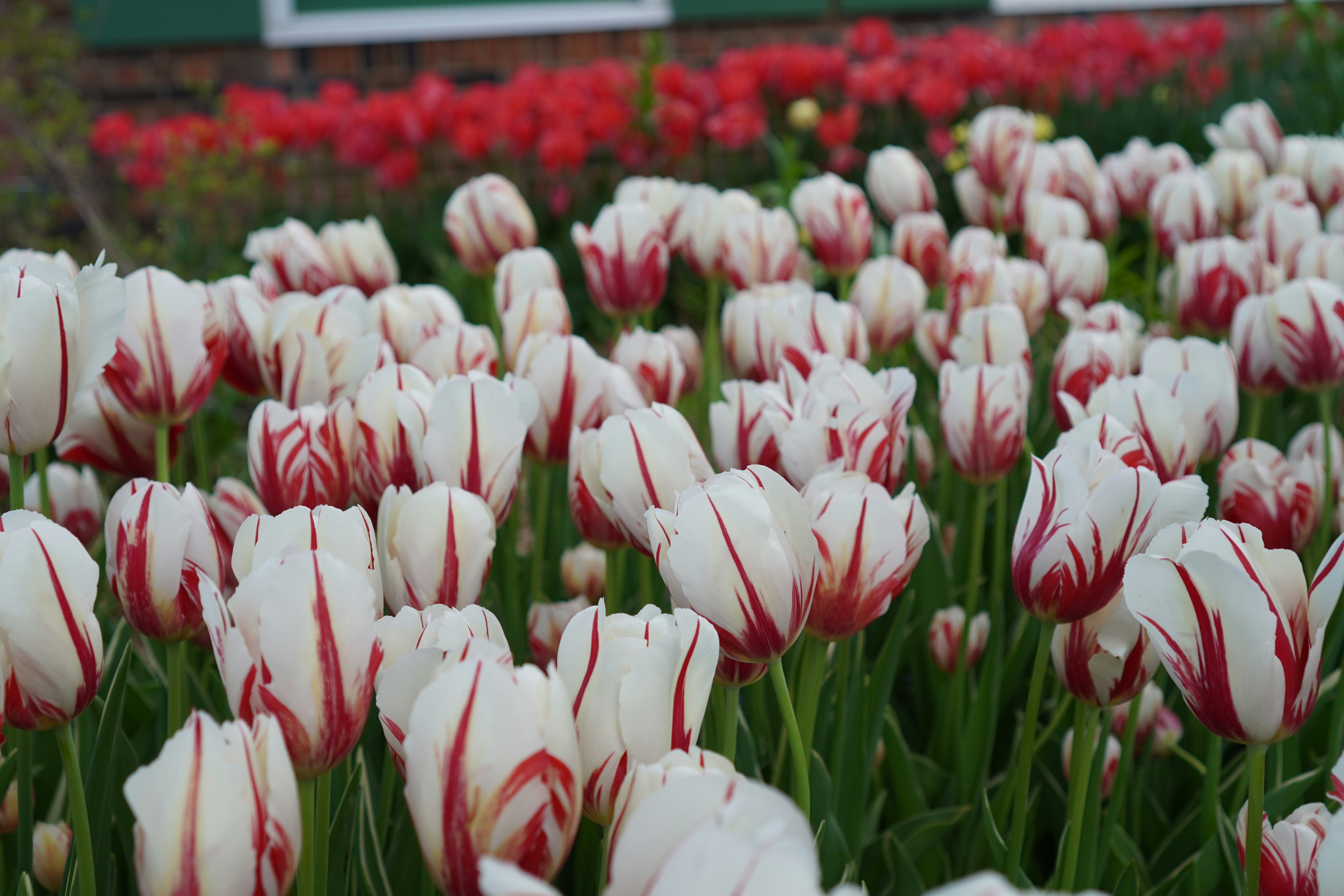 Crimson-Striped White Tulips Dominate a Garden Bed