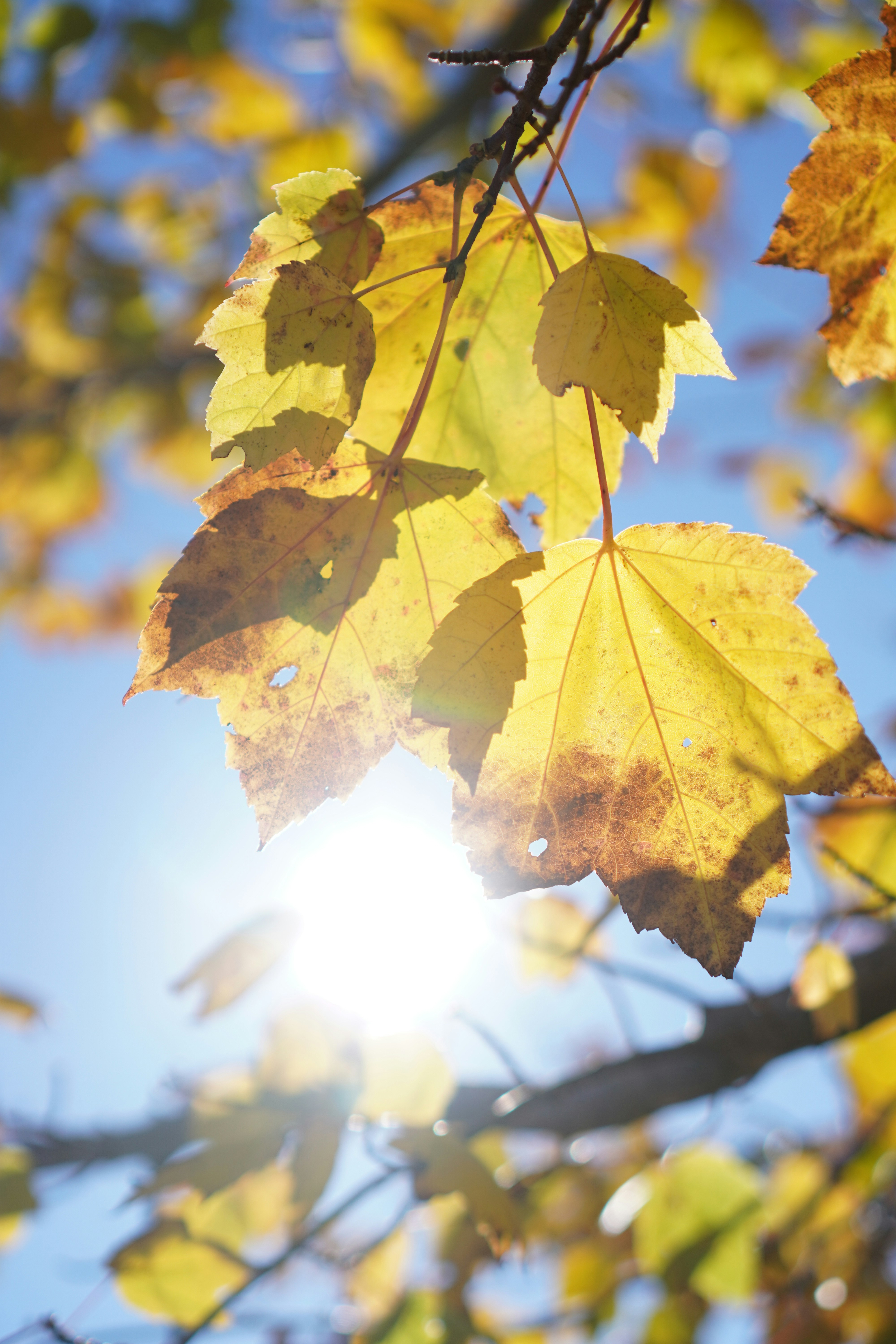 Autumn leaves backlit by the sun against blue sky