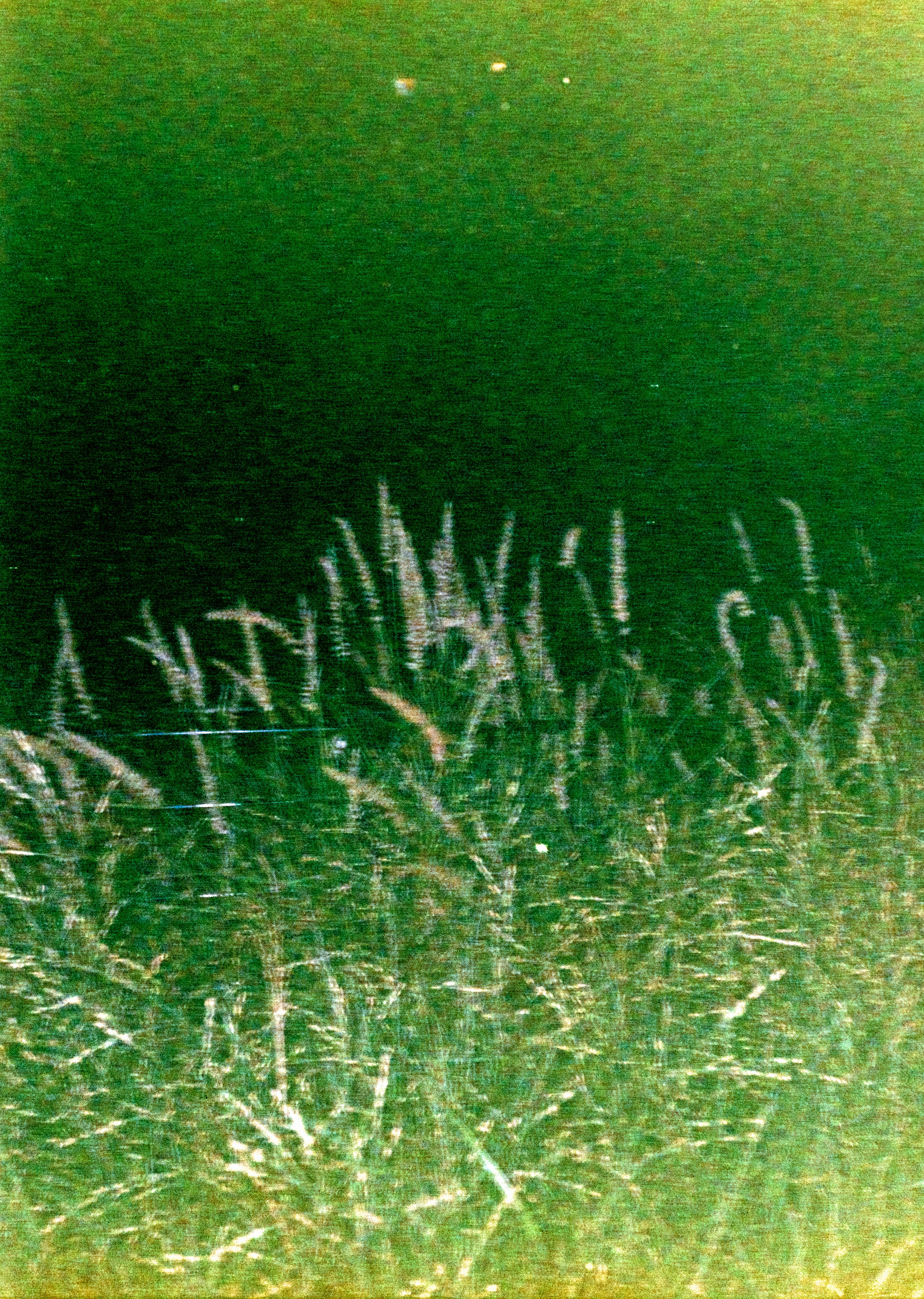 Whispers of the Night: A Grassy Encounter