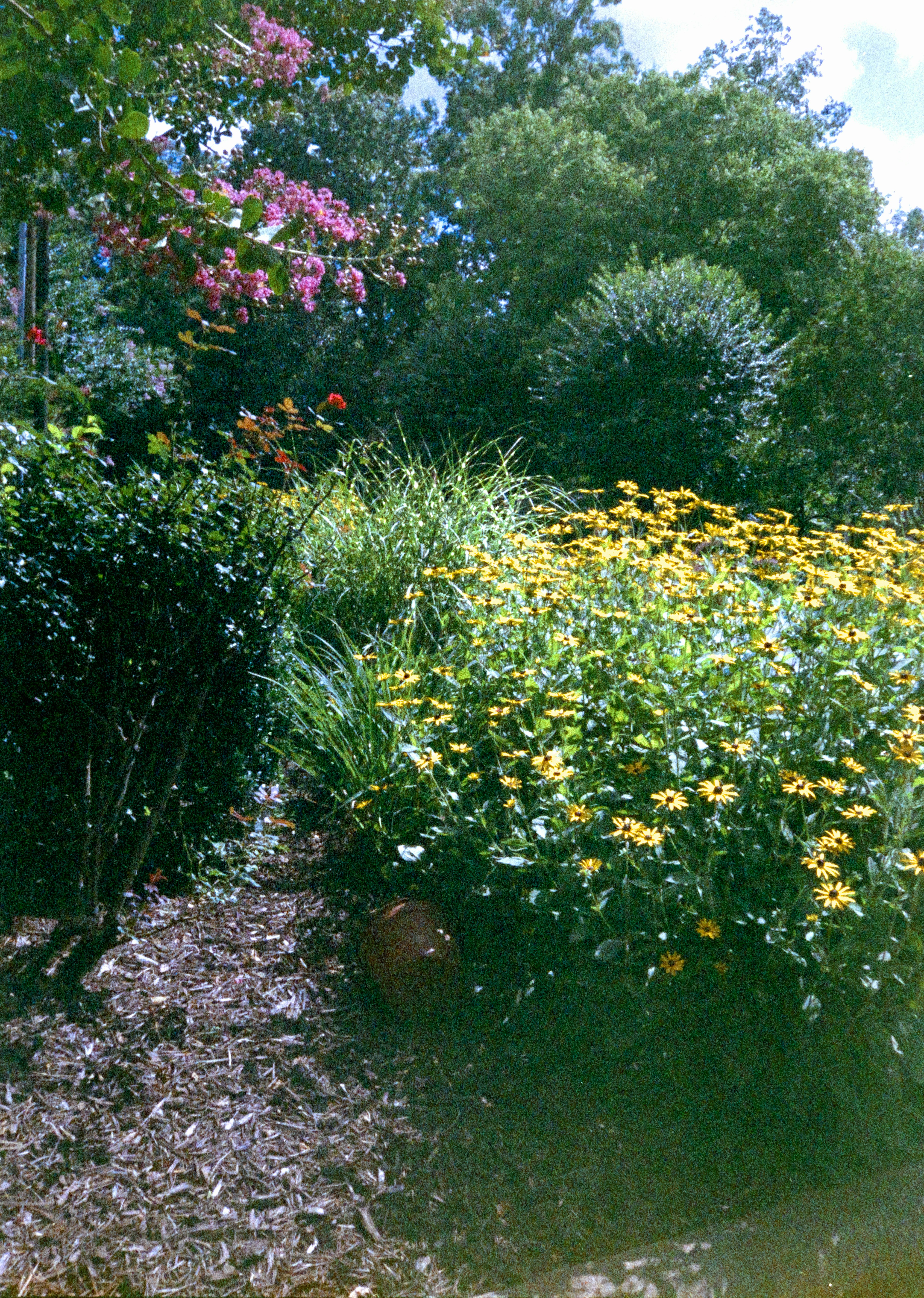 Lush garden pathway bordered by vibrant yellow flowers and green foliage, with hints of pink blooms in the background.
