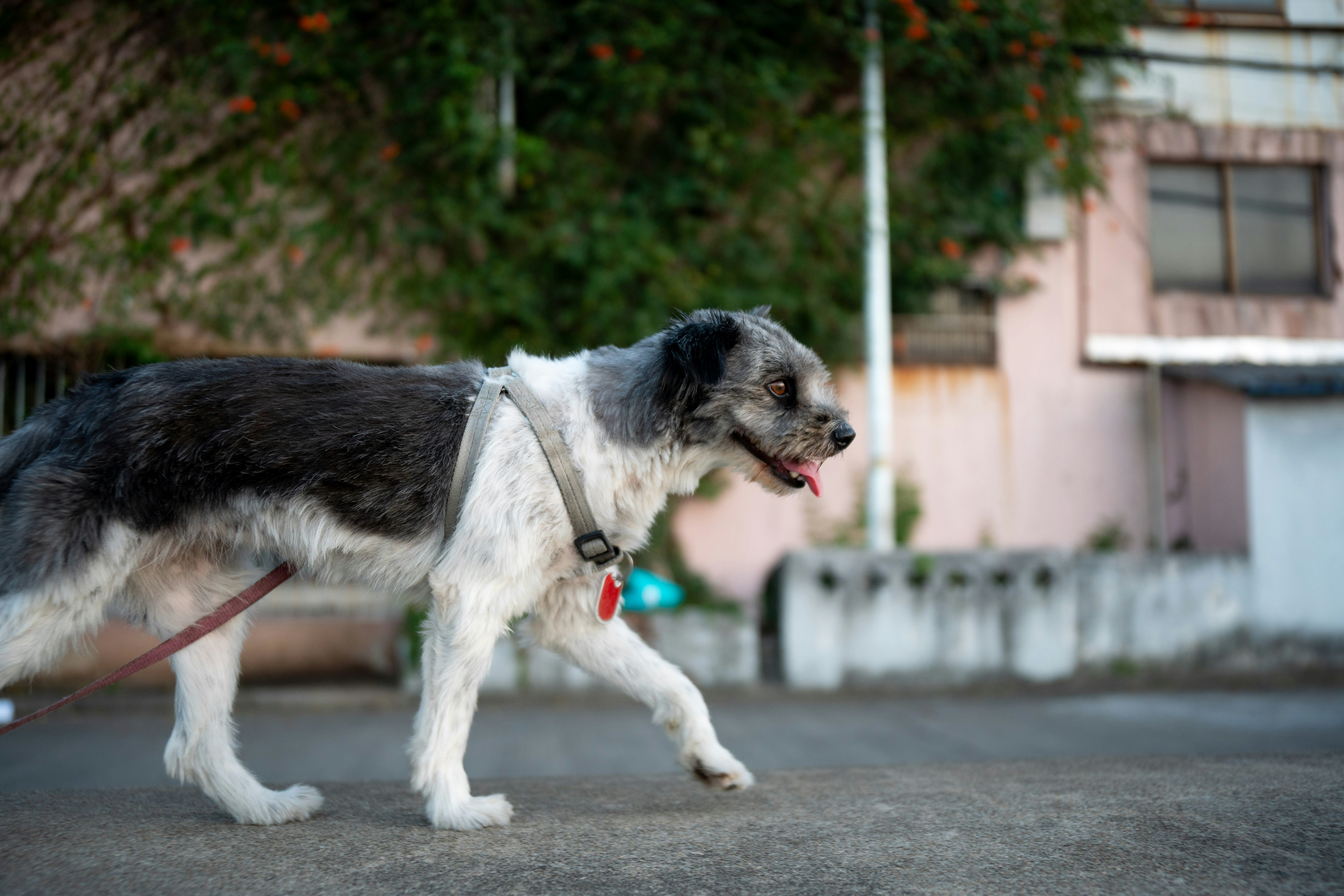 Urban Stroll: A Canine's Perspective