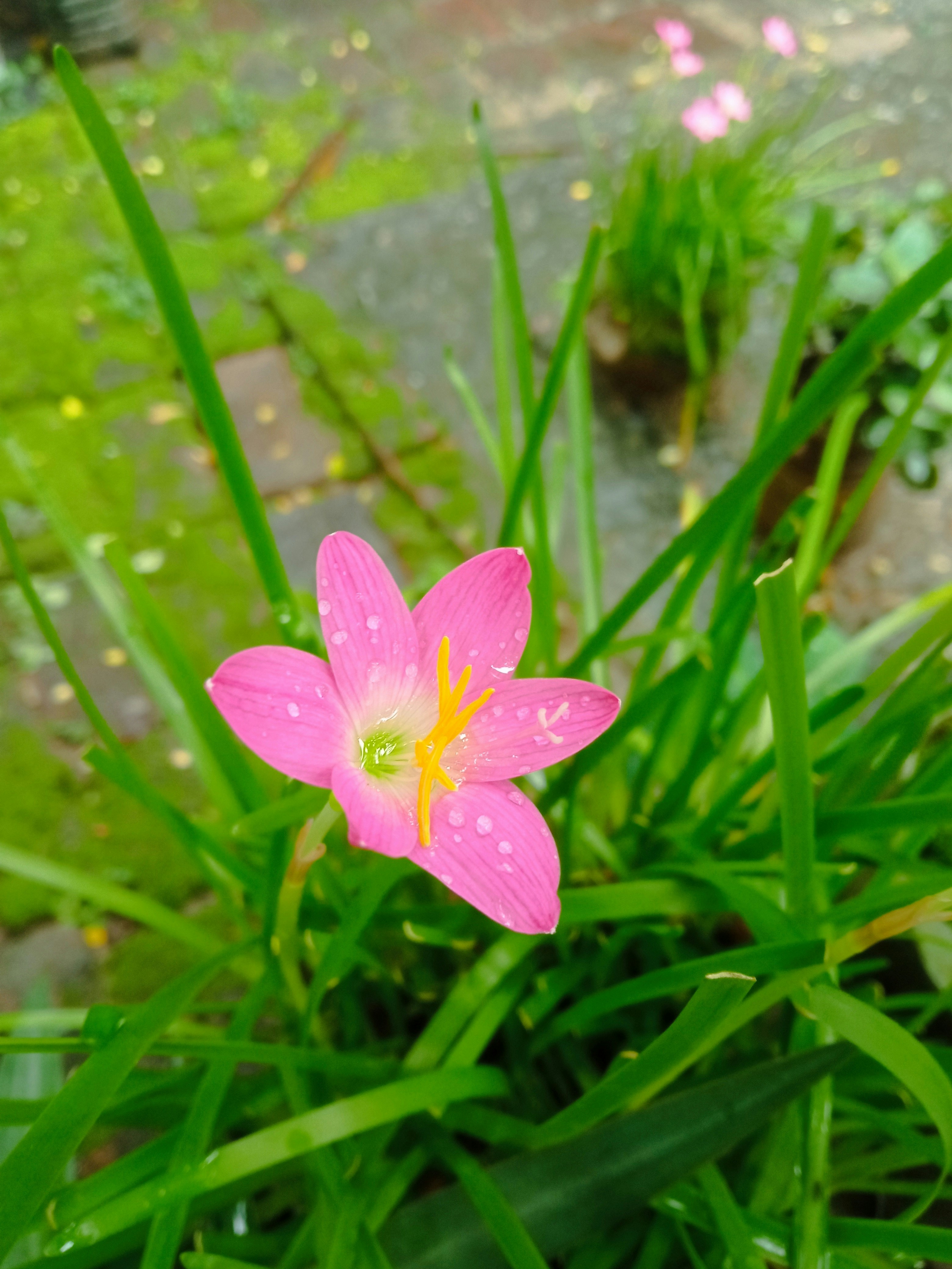 A delicate pink flower with water droplets.
