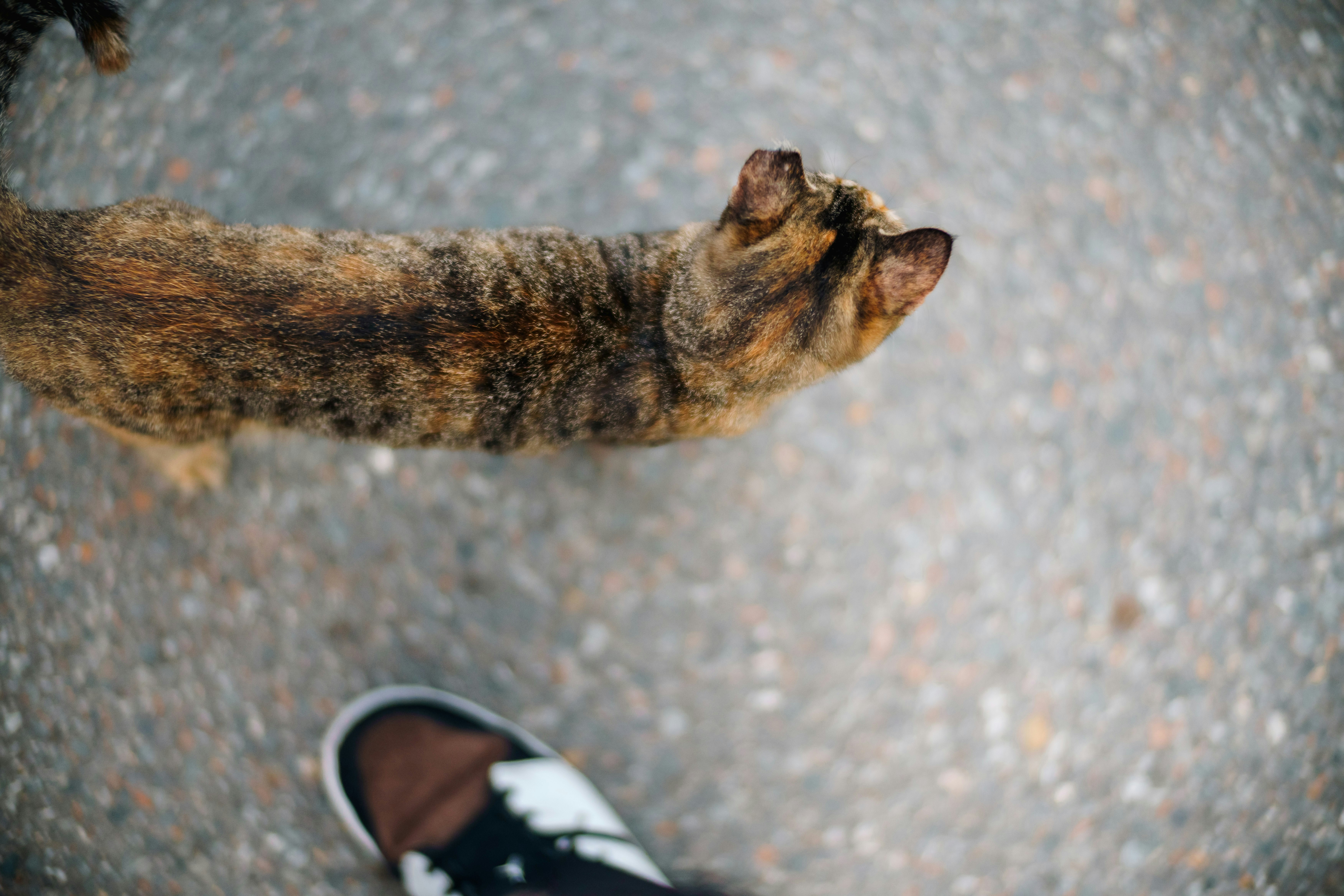 A Curious Encounter: The Cat's Perspective