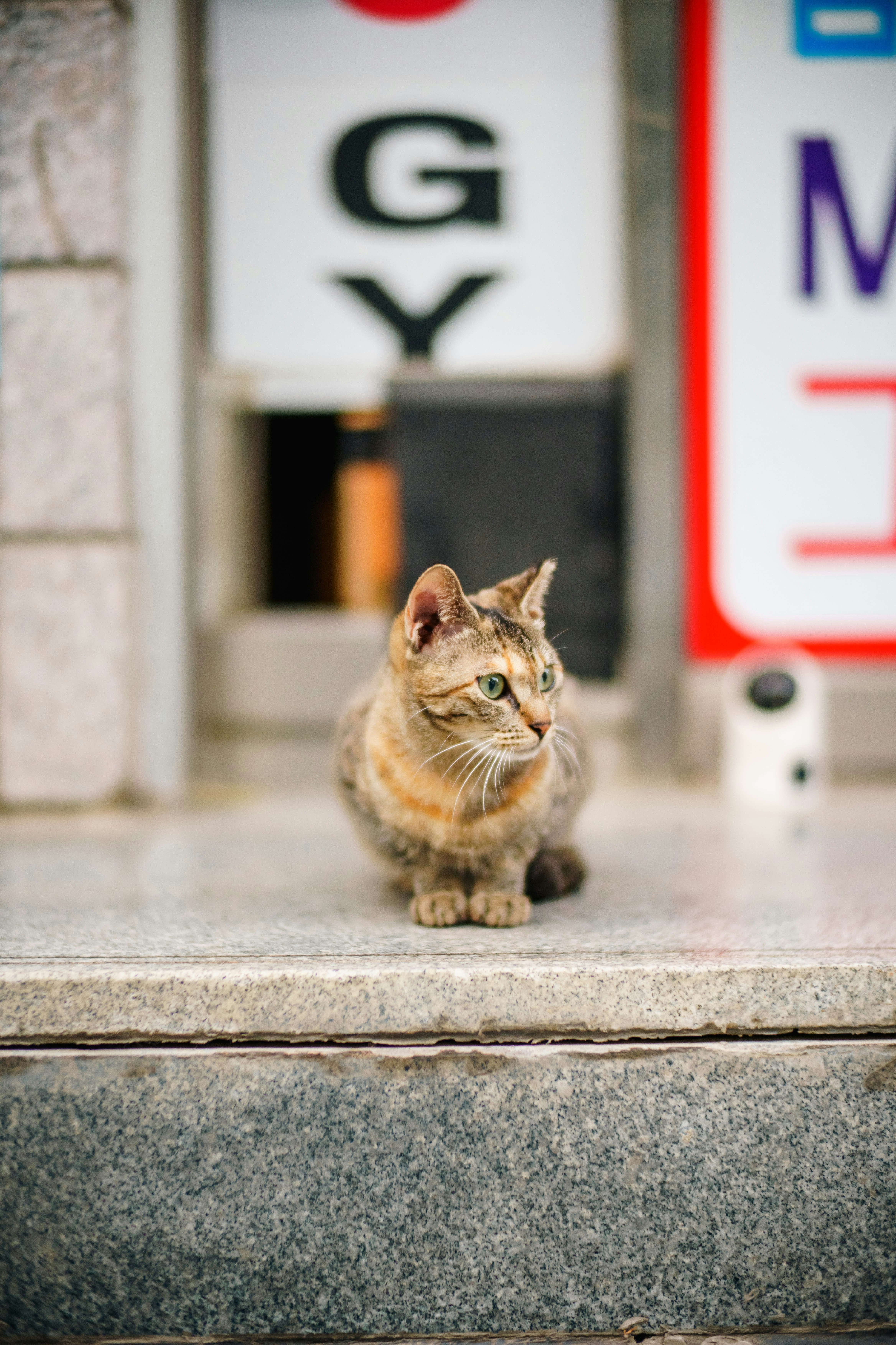 Whiskered Wanderer: A Feline's Urban Retreat