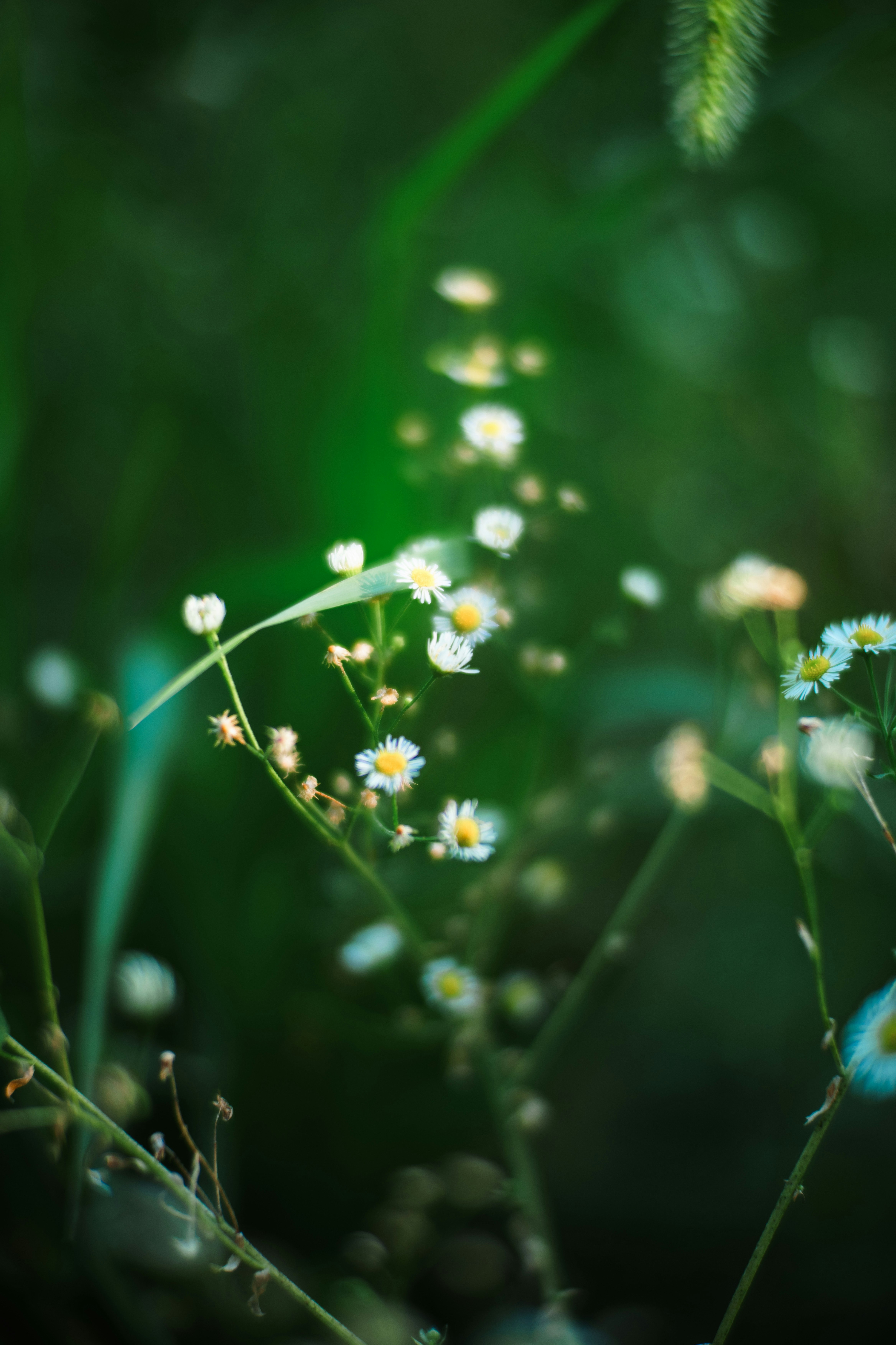 Delicate white flowers sway gently amidst lush green foliage, capturing the serene essence of a tranquil garden.