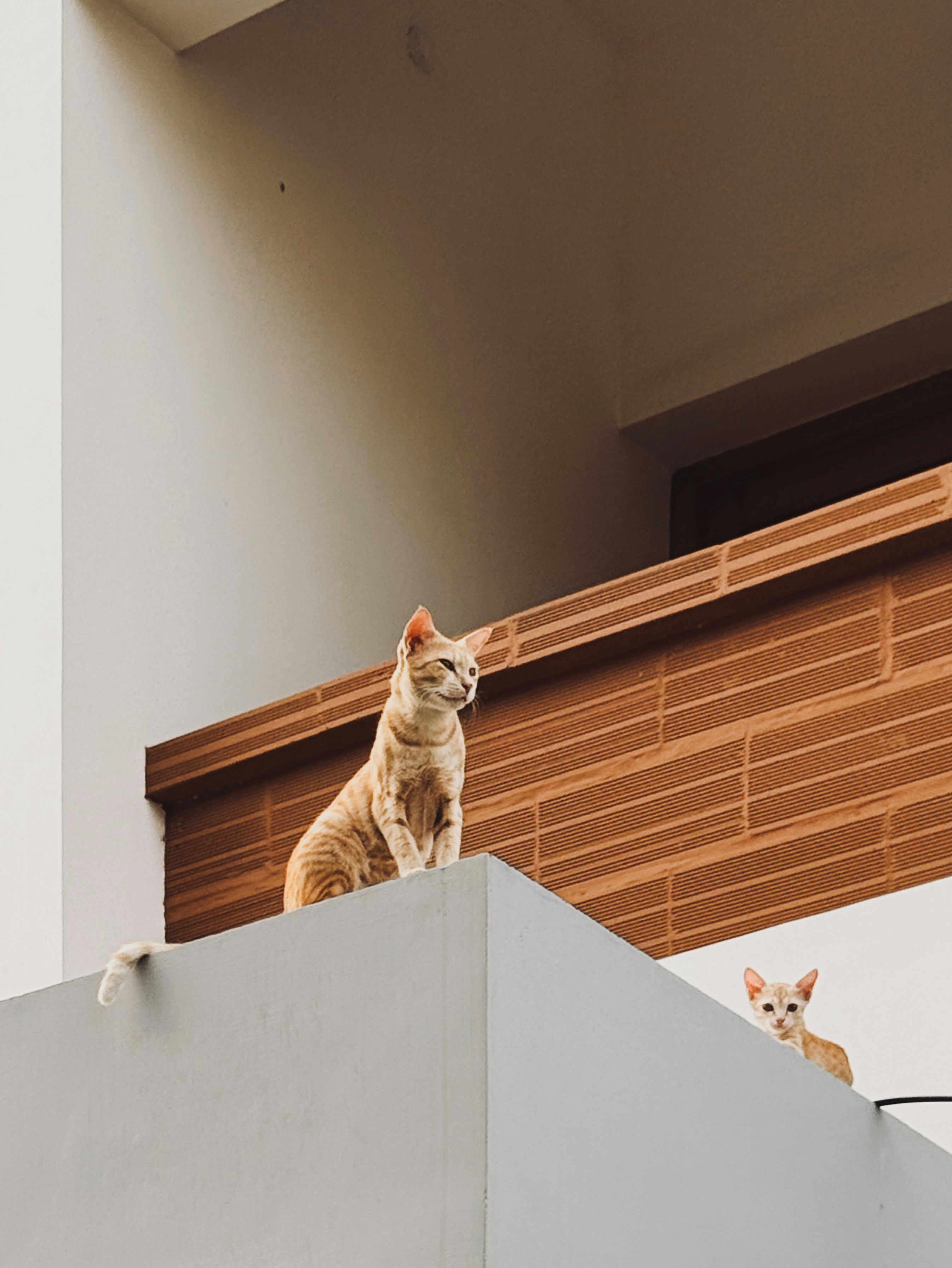 Feline Watchers: A Rooftop Vigil
