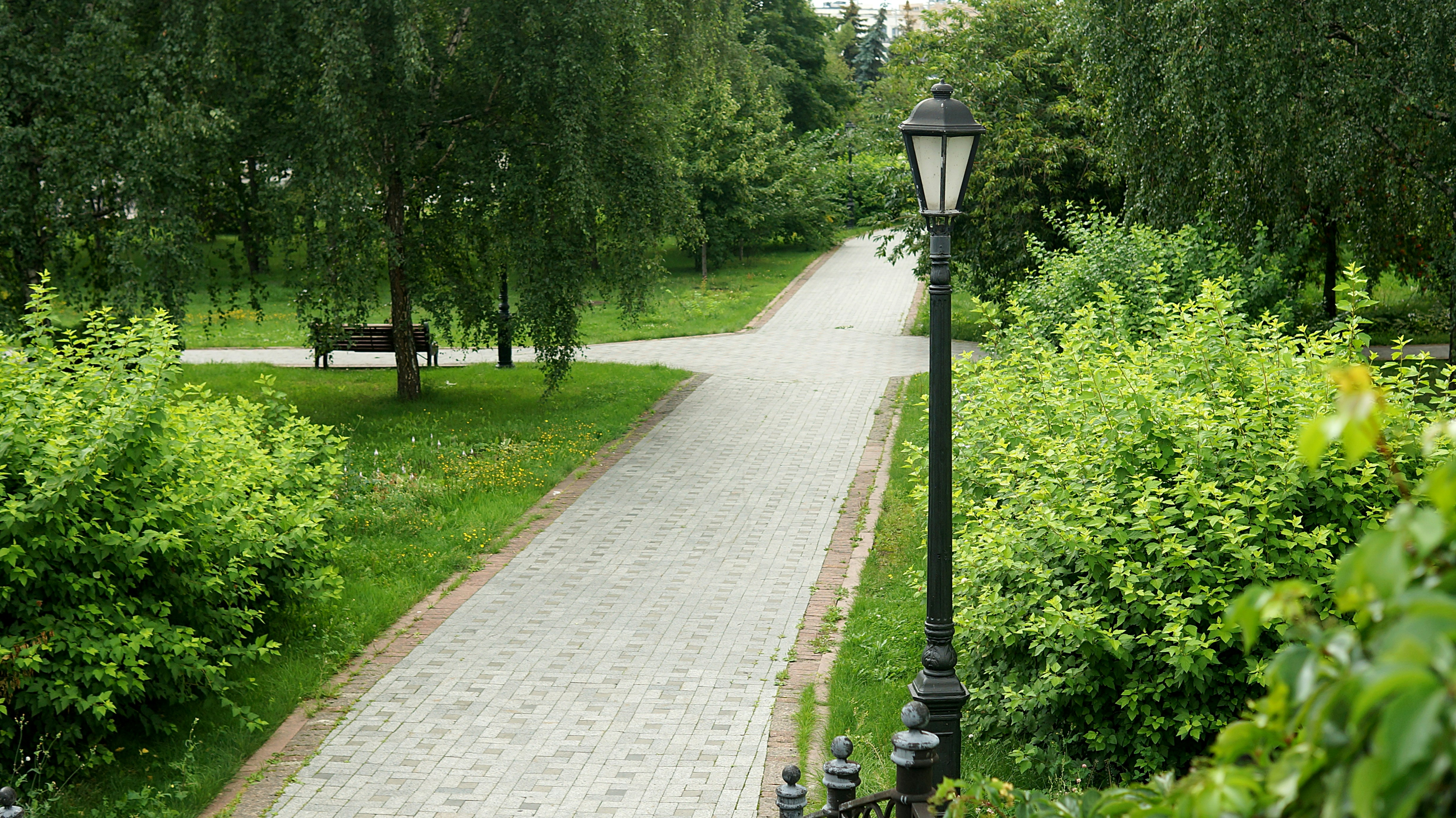 Pathway Through Lush Serenity
