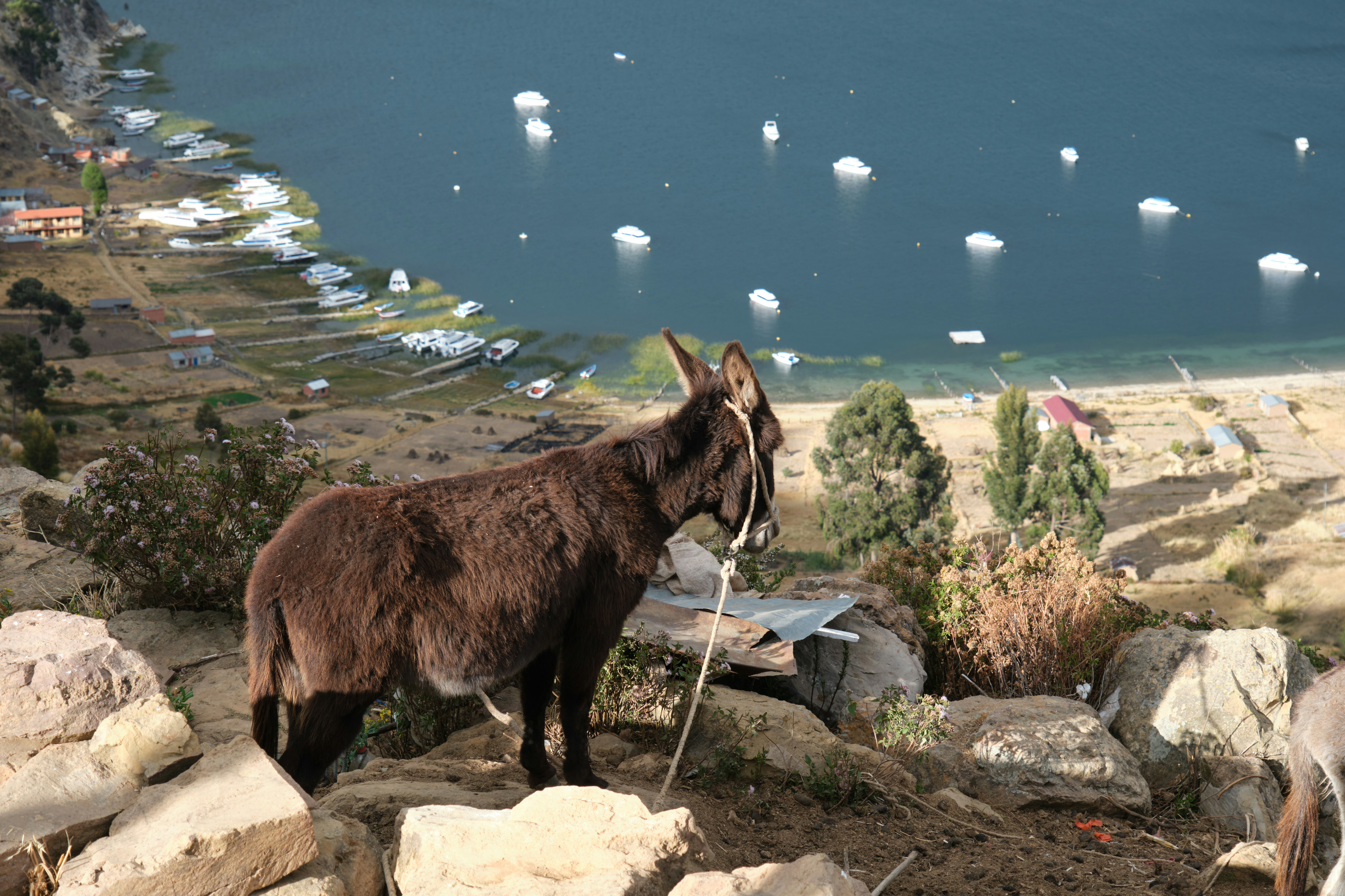A Tranquil Guardian Overlooking the Lagoons