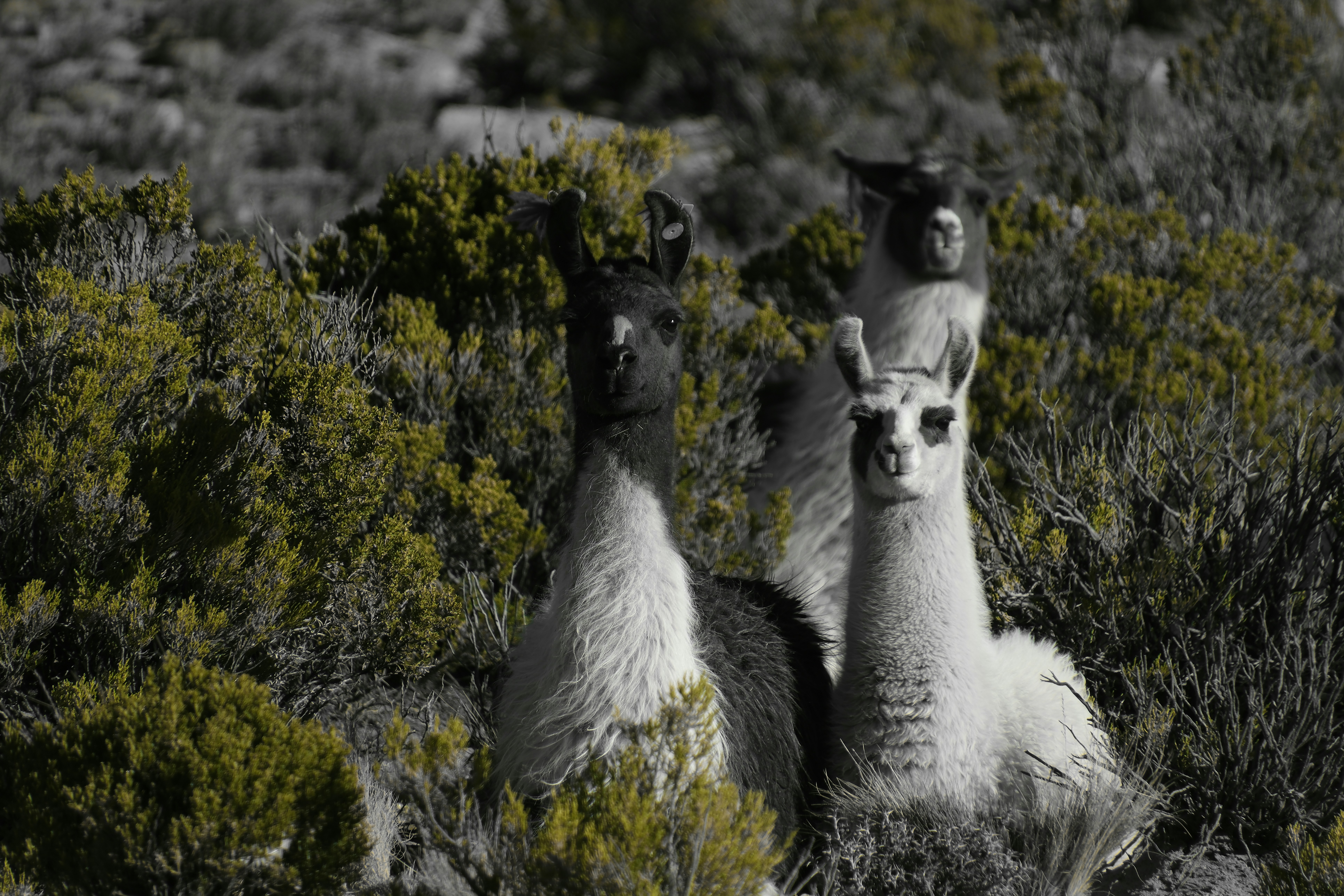 Gazing Trio: Alpacas in a Quiet Scrubland