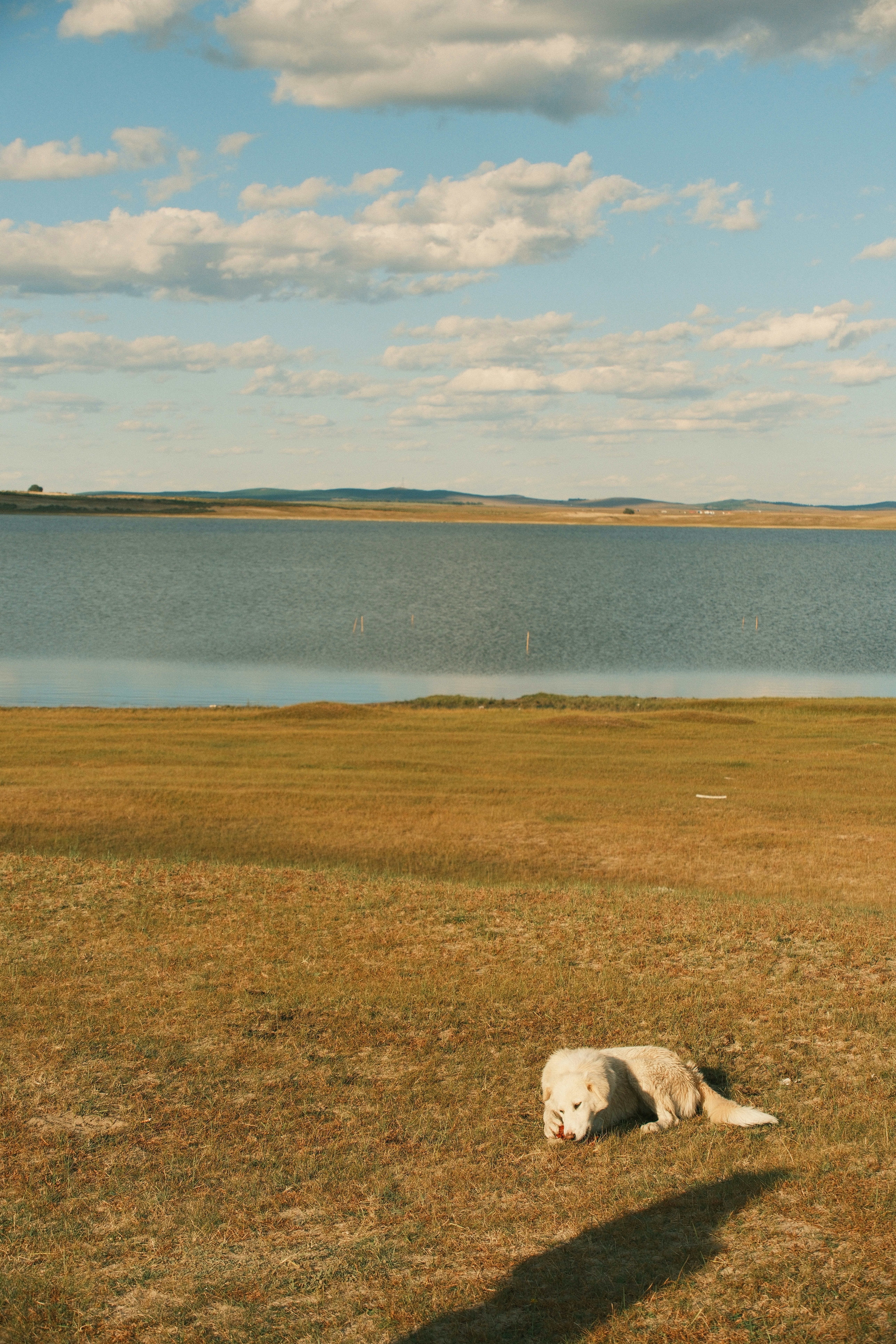 Serene Afternoon by the Water's Edge