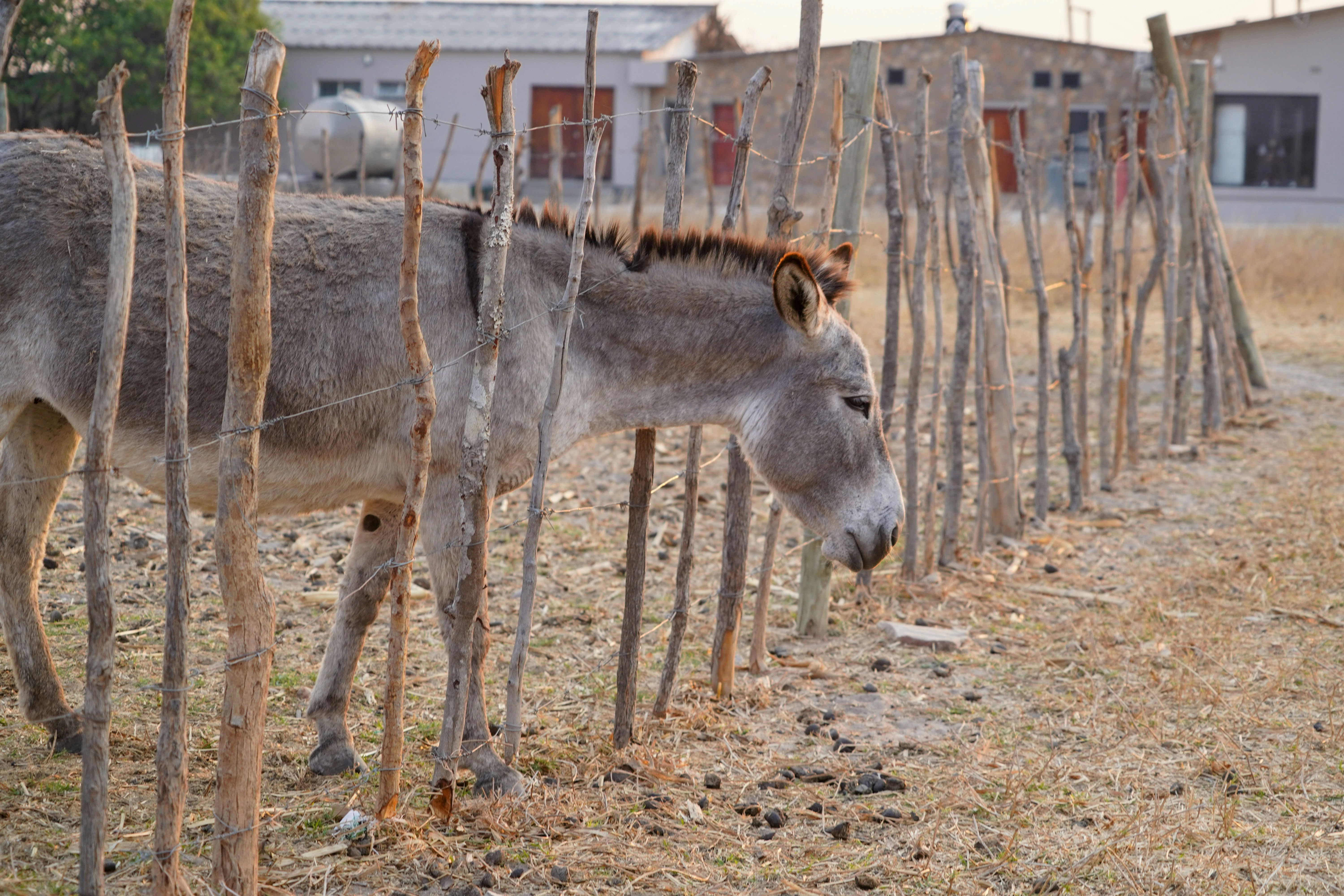 A grey donkey grazing near a rustic wooden fence in a sunlit pasture, surrounded by dry grass and modest buildings.