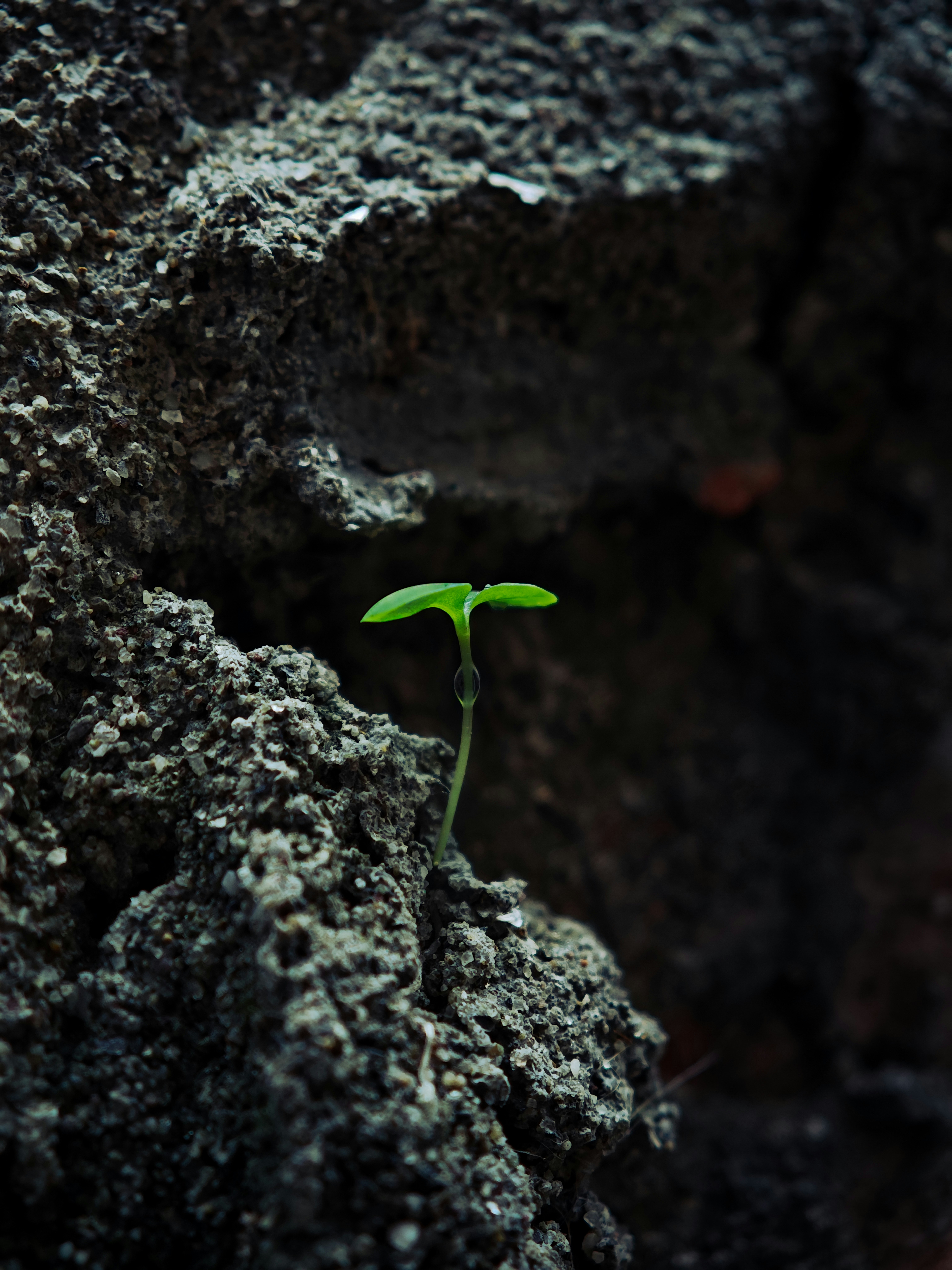 A small green sprout grows from dark rock.