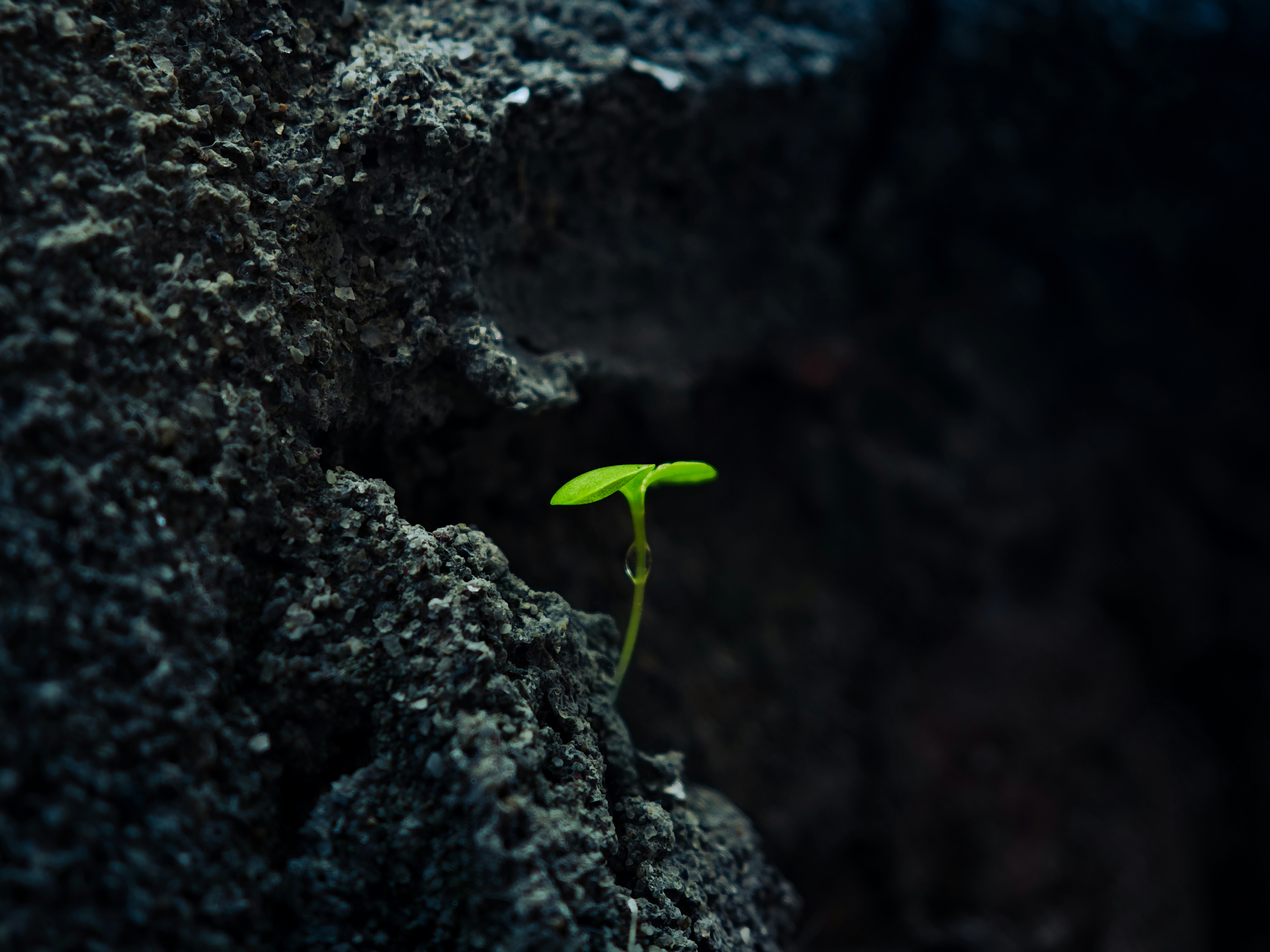 Small green sprout growing from dark rock.