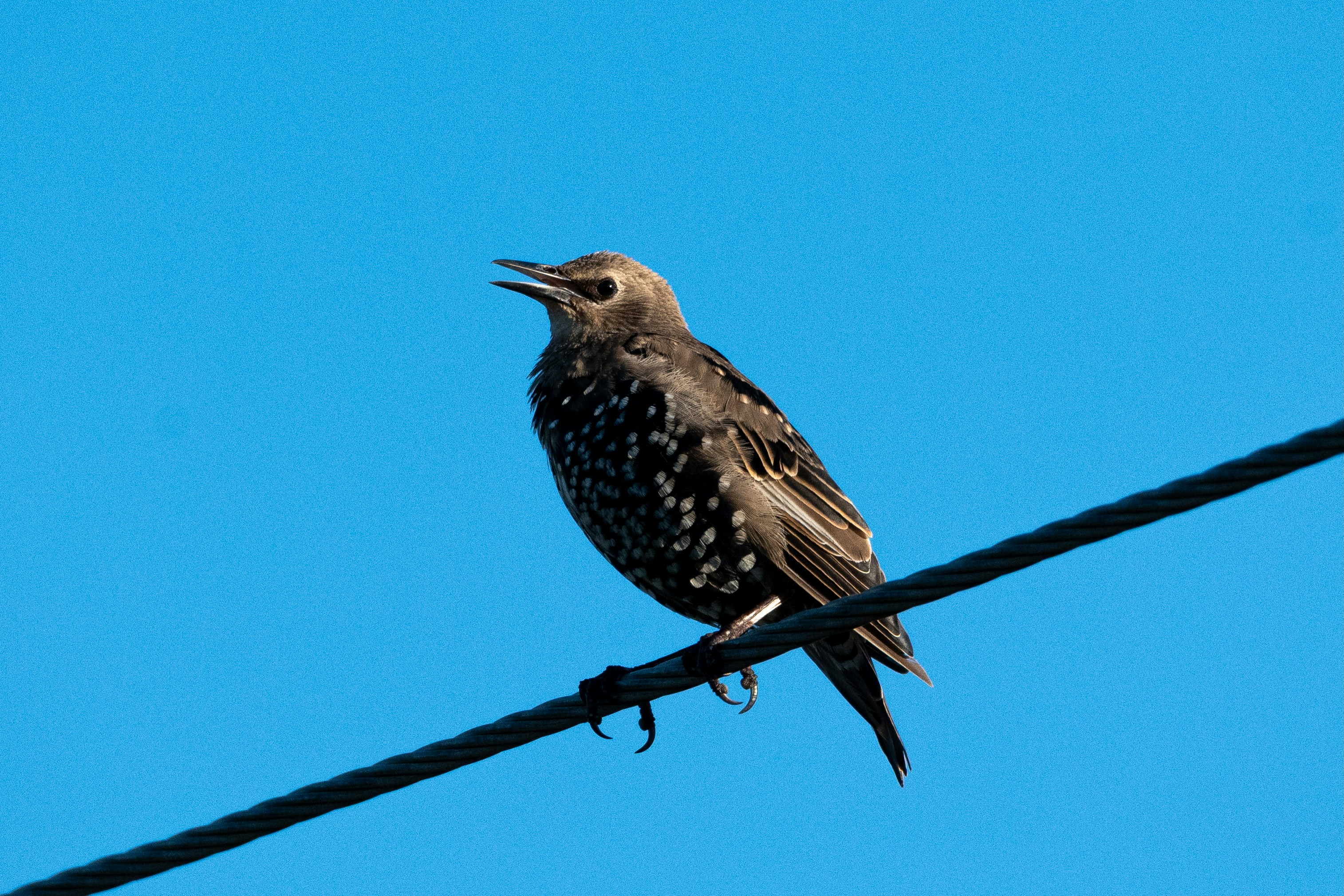On a Wire: A Perched Songbird Targets the Sky
