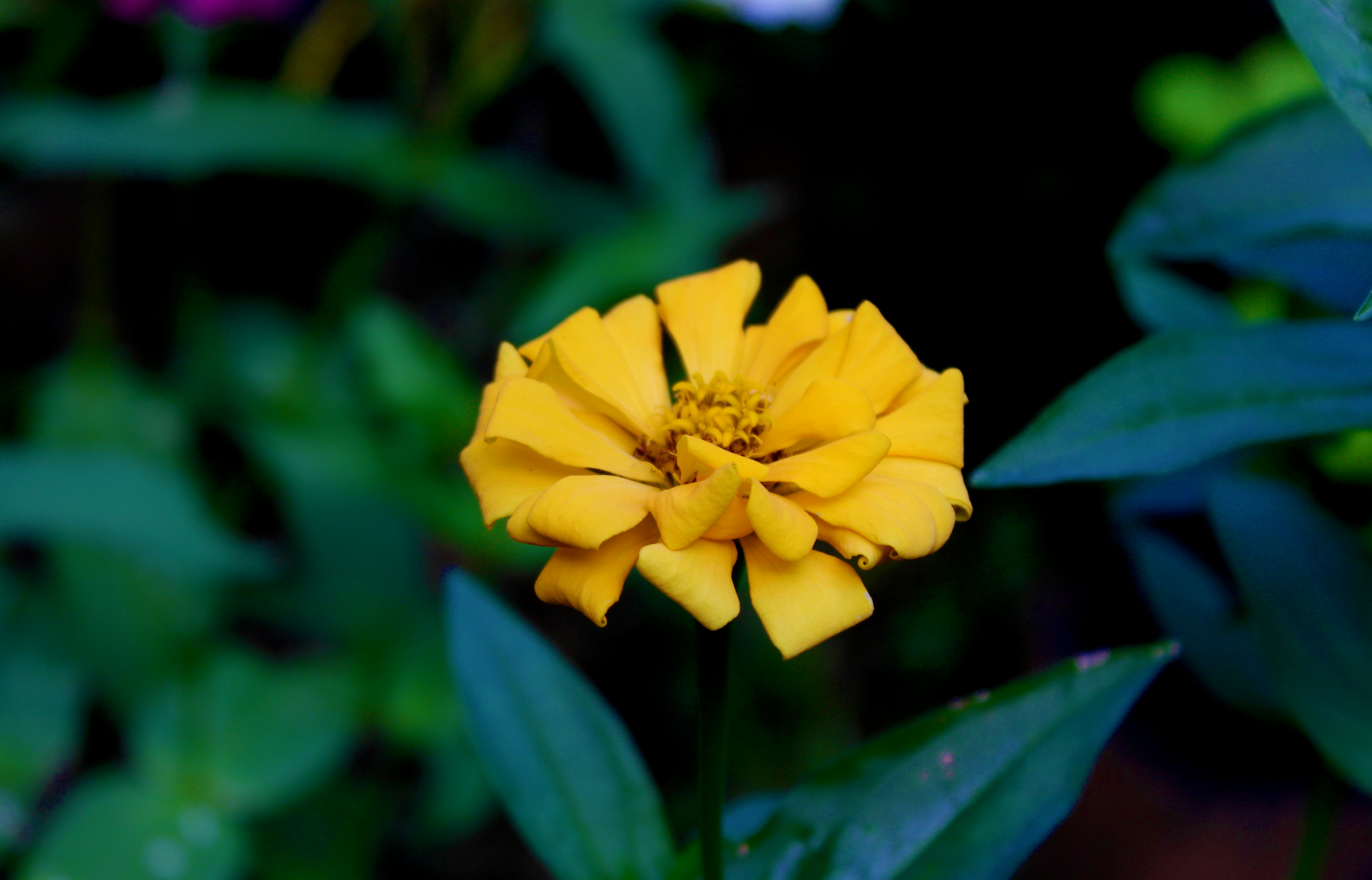 Vibrant yellow flower stands out against a lush green backdrop, showcasing its intricate petals and natural beauty.