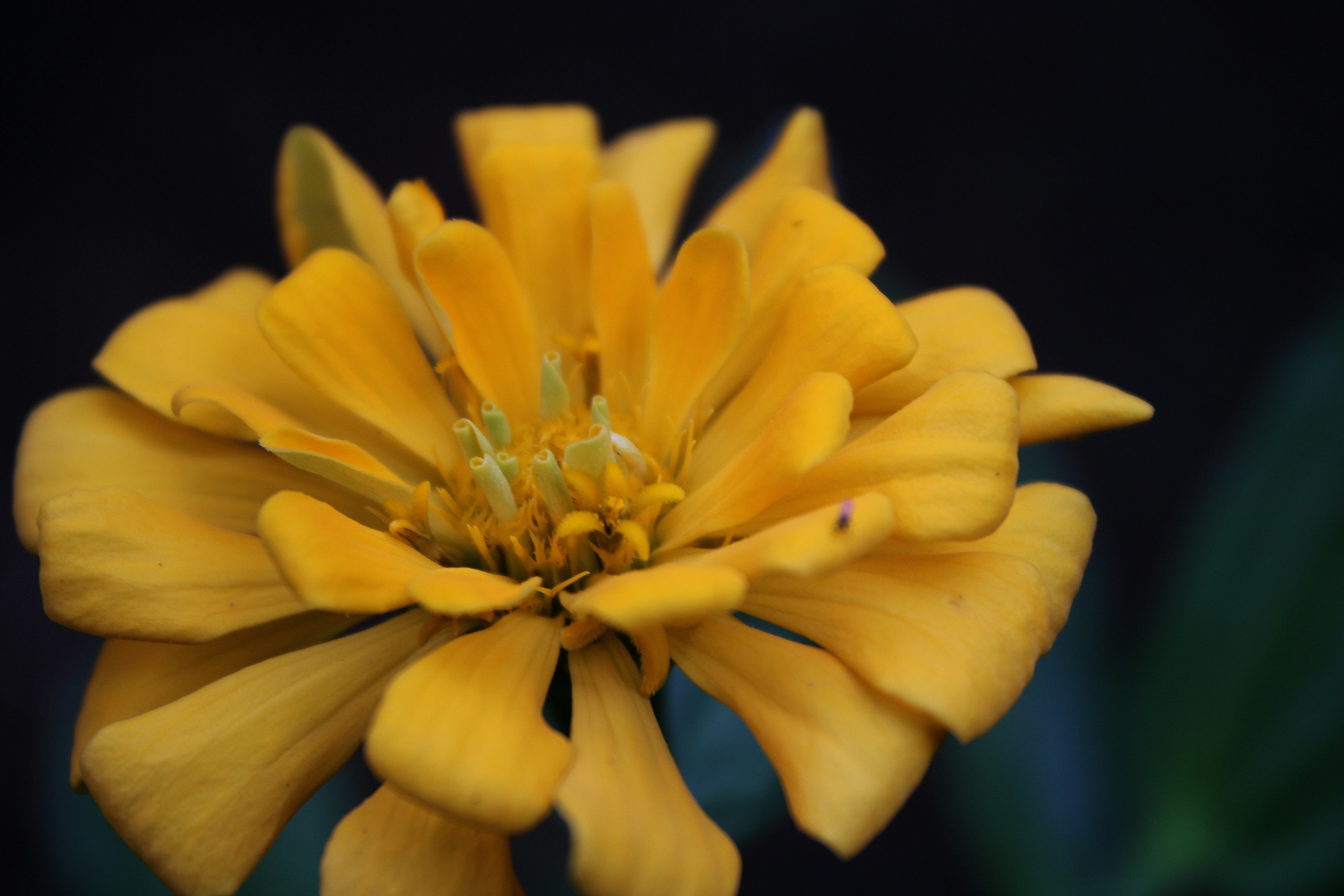 A close-up of a bright yellow zinnia flower.