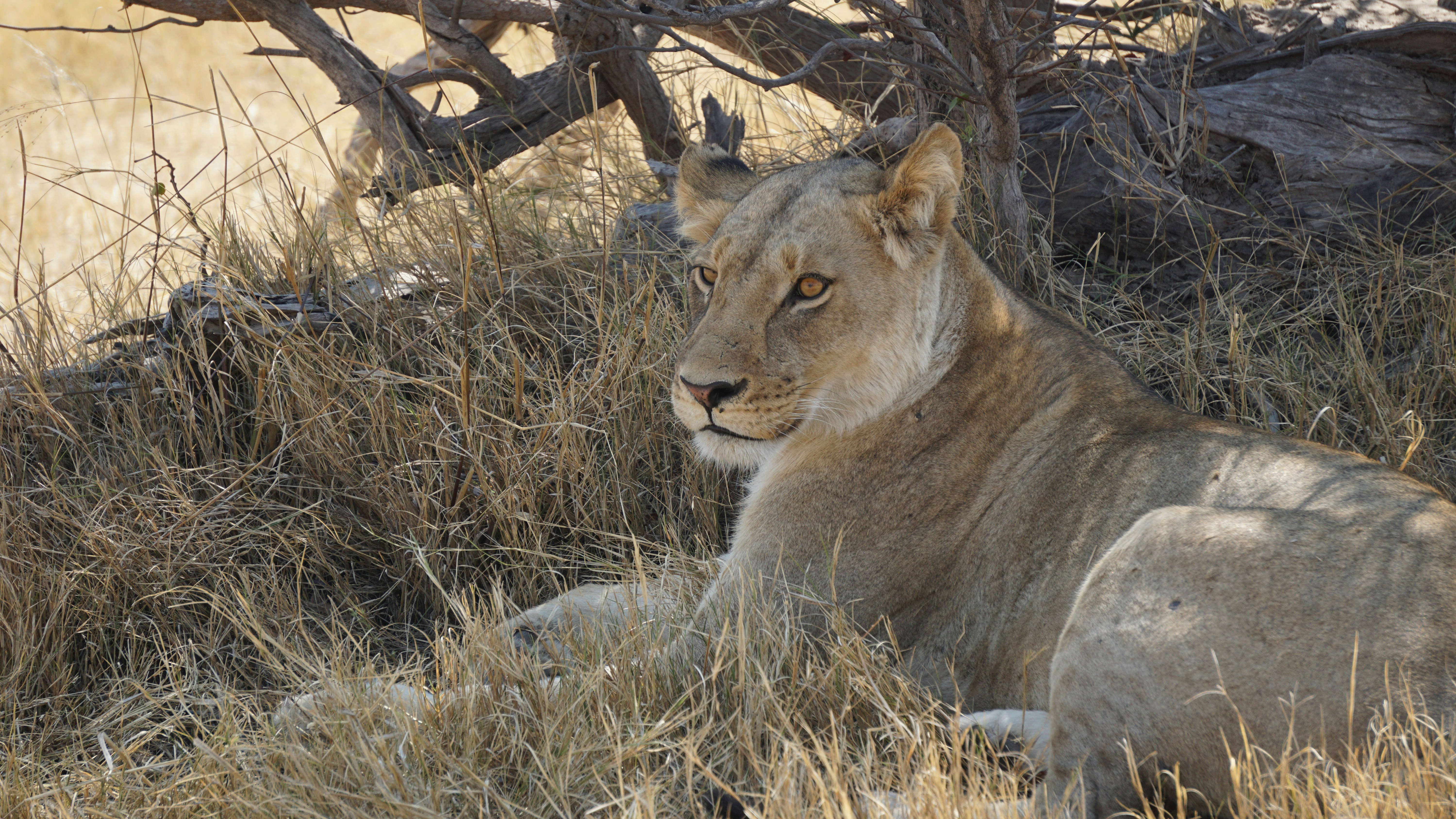 A lioness rests in dry grass under a tree.