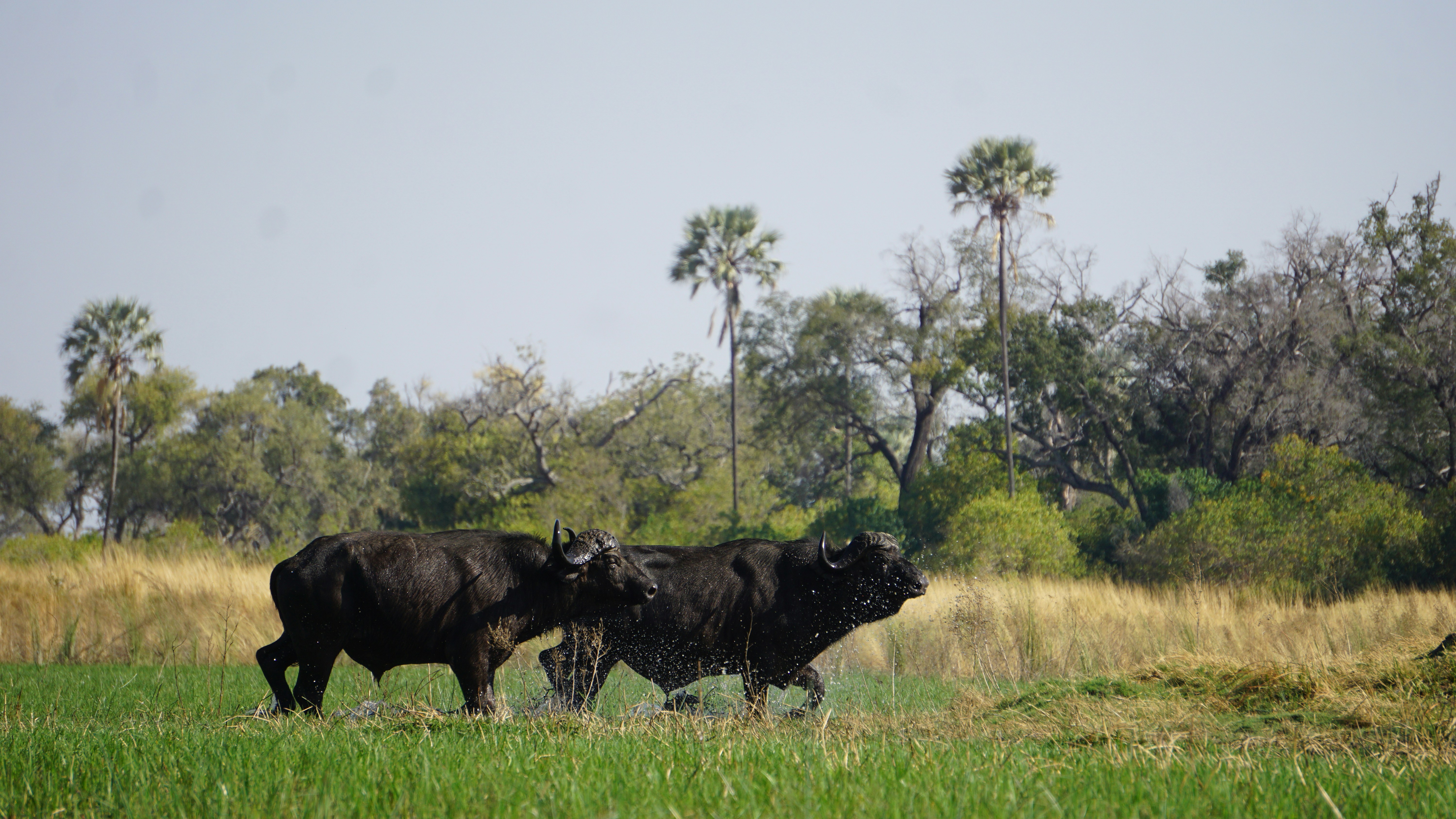 Two buffaloes walk through grassy savanna with palm trees.