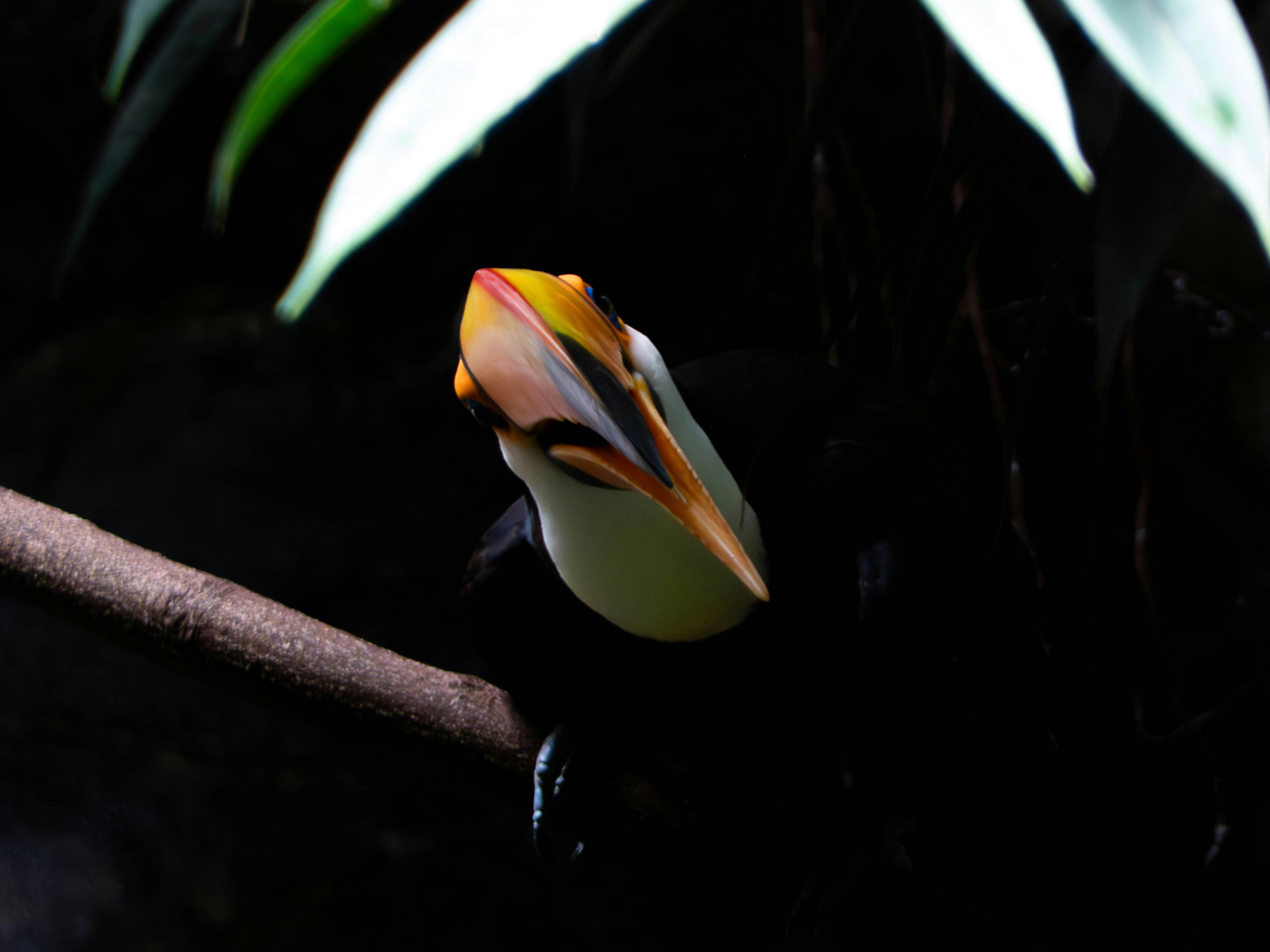 Whispers of the Rainforest: A Toucan's Gaze
