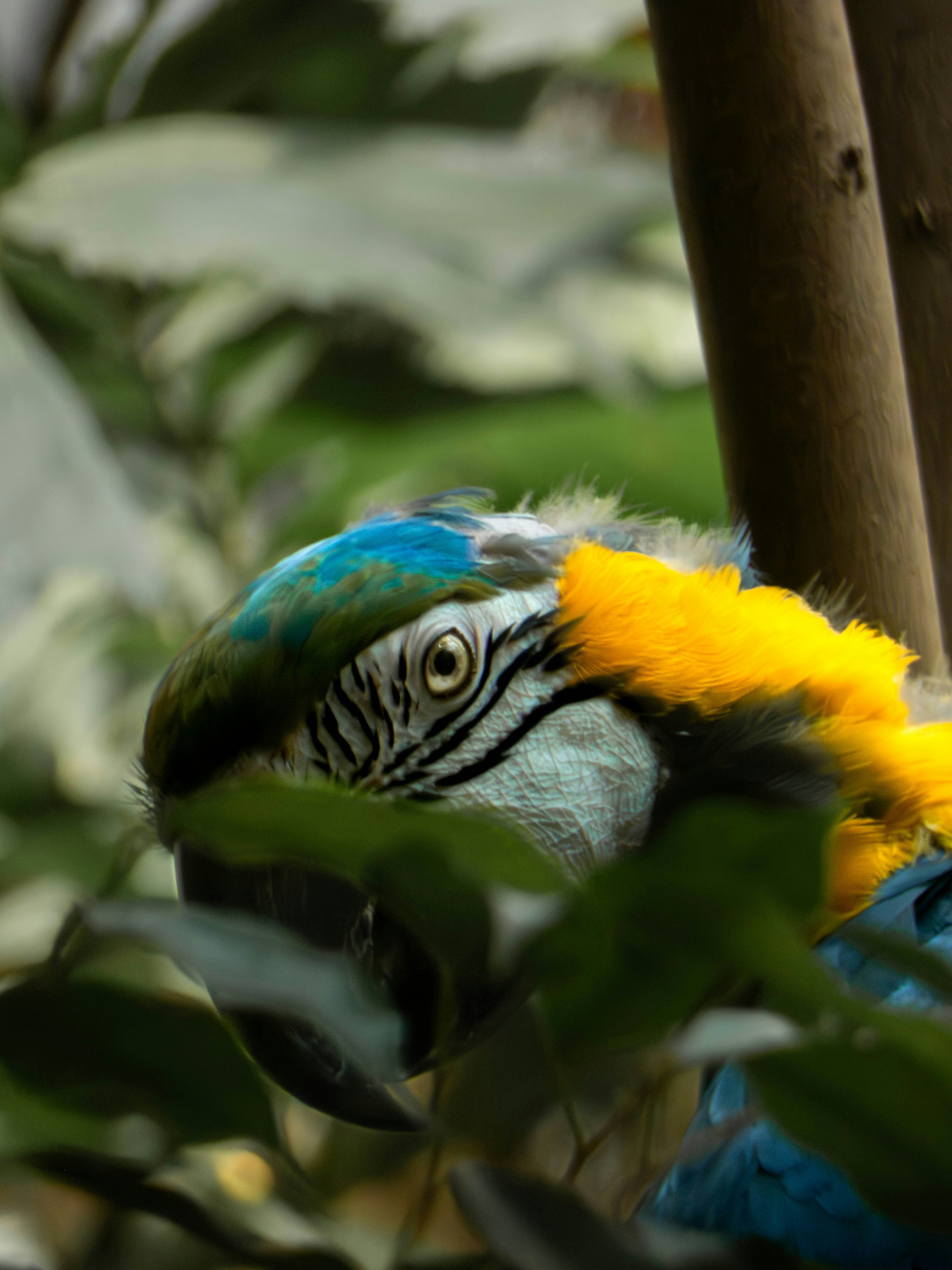 A blue and yellow macaw is partially hidden behind green leaves. The bird’s head and eye are visible, showing its striped facial pattern and curved beak. A tree trunk and blurred foliage are in the background.