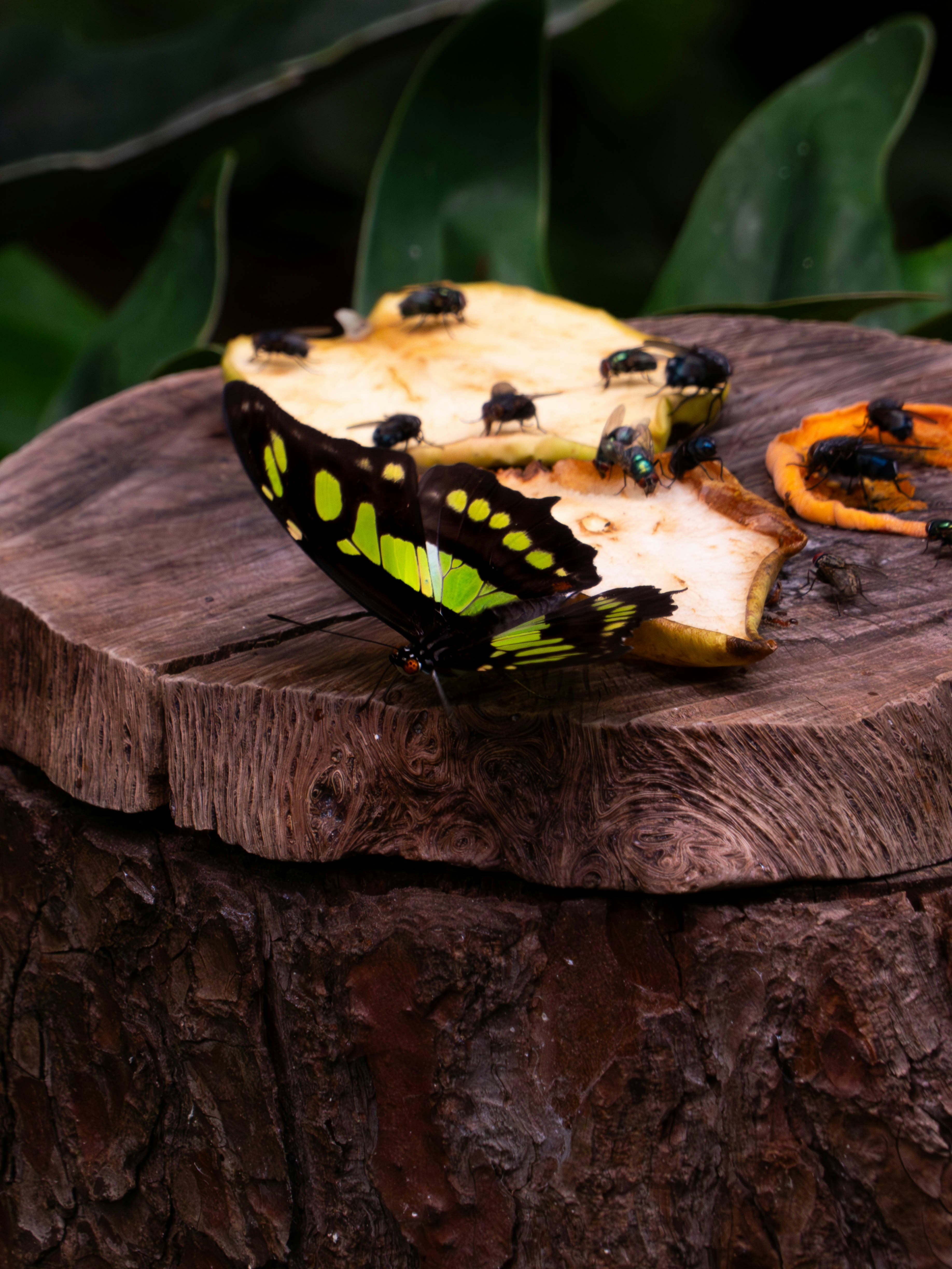Nature's Colorful Feast: A Butterfly's Delight