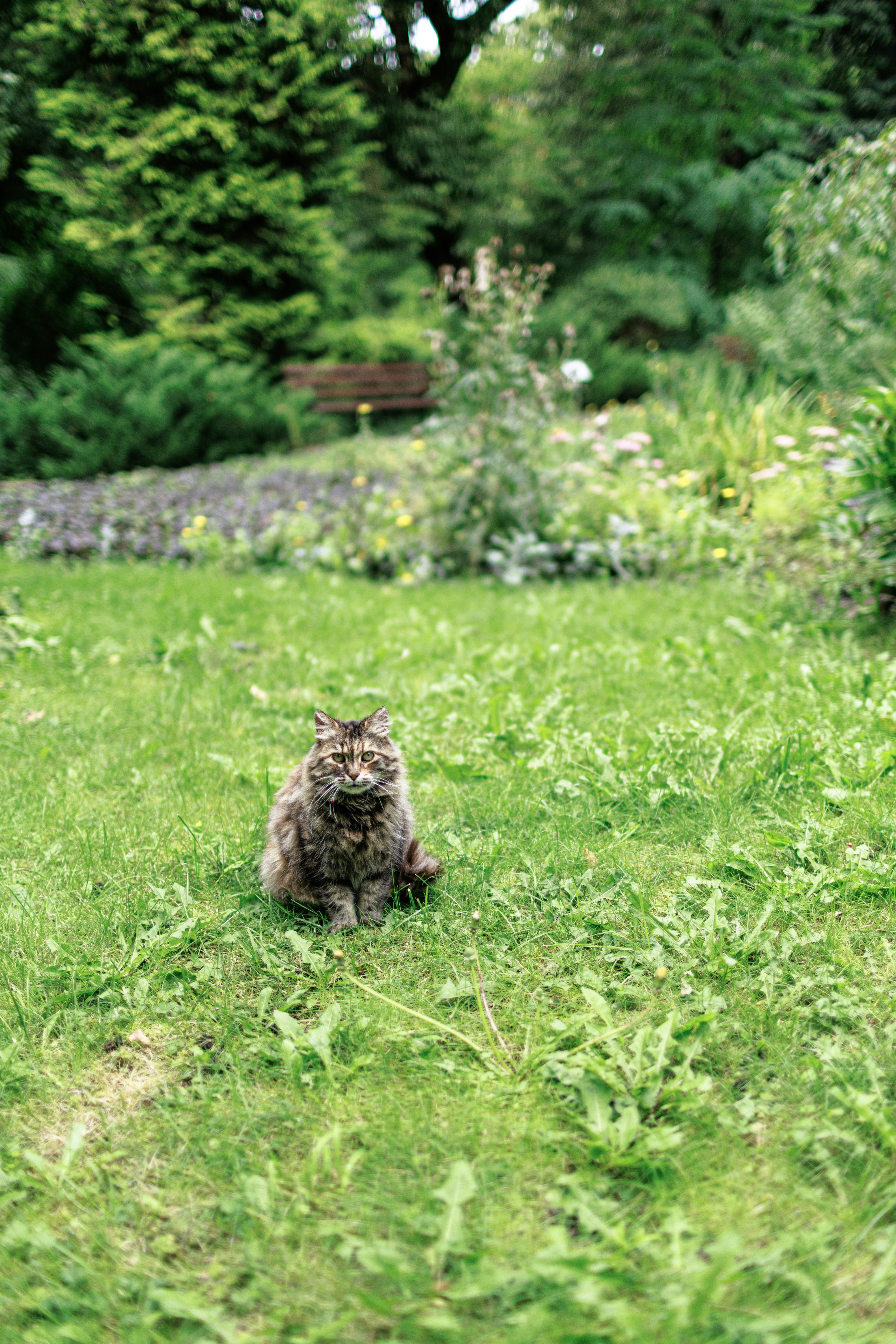 Whiskered Guardian of the Garden