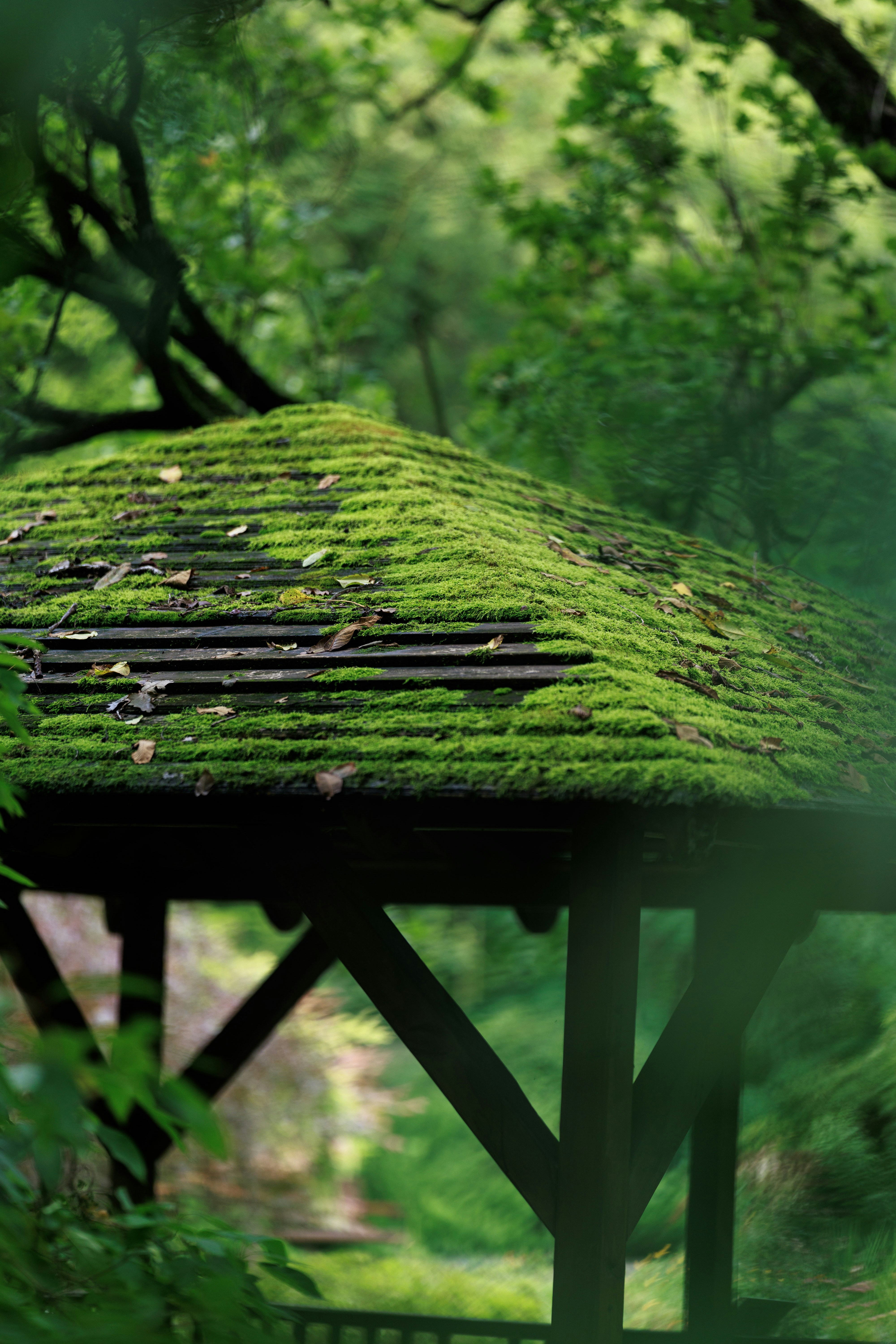 Nature's Embrace: A Canopy of Moss