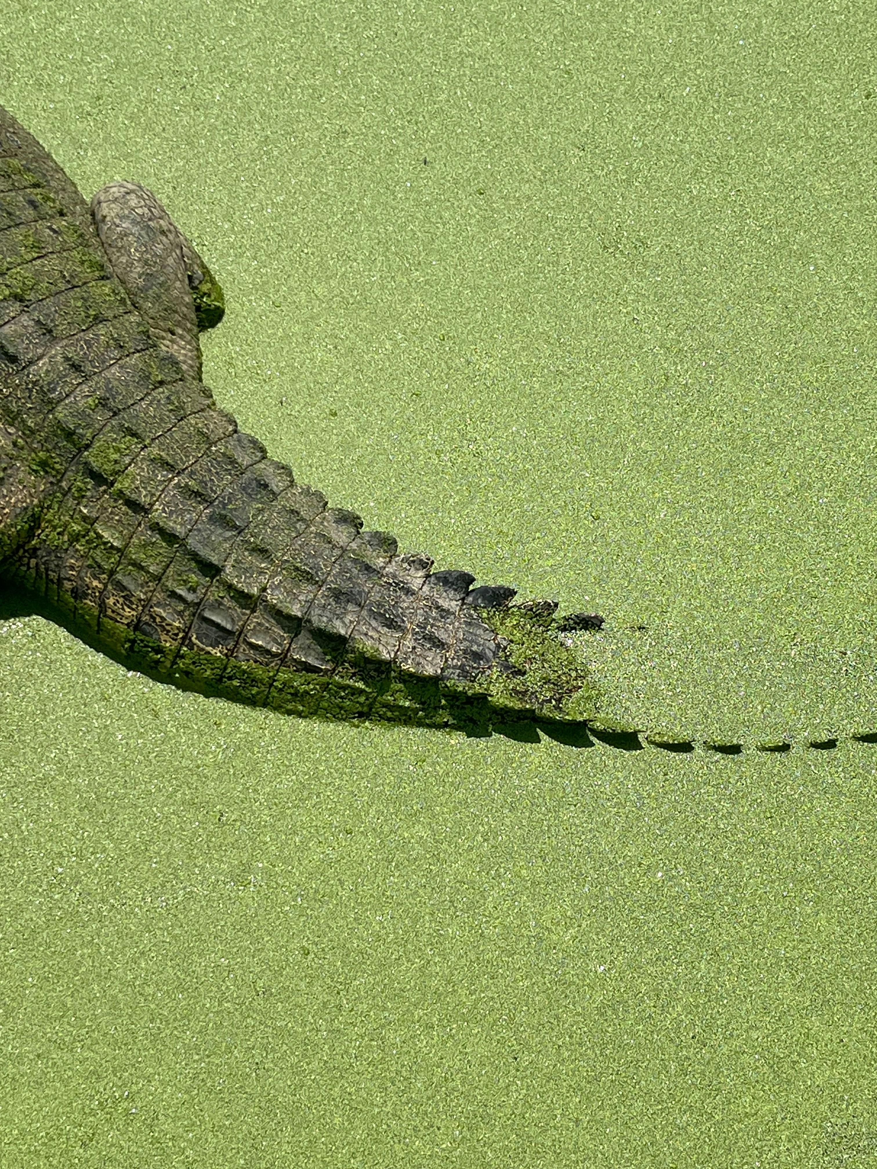 Silent Sentinel of the Swamp