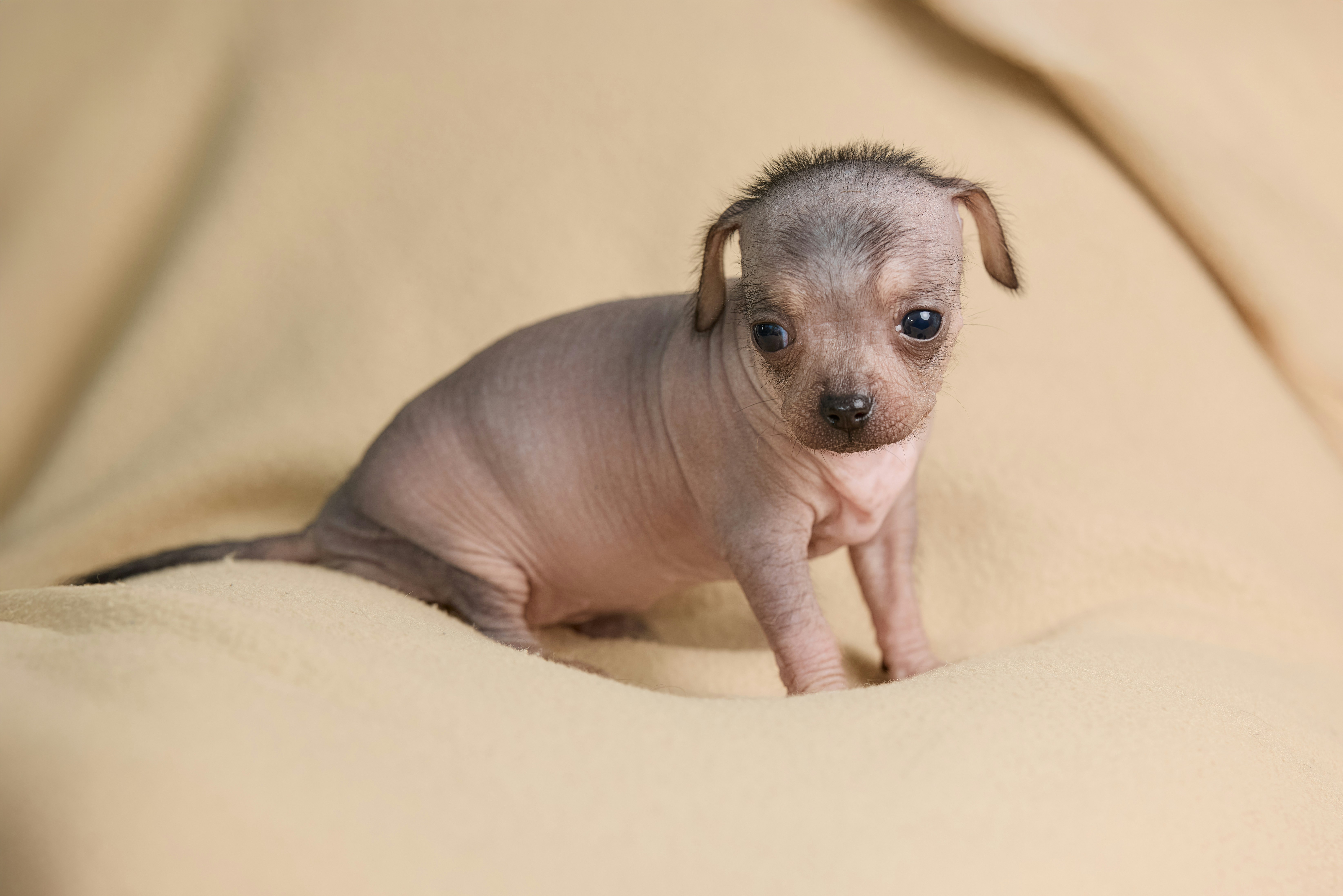 The Curious Canine: A Portrait of Innocence