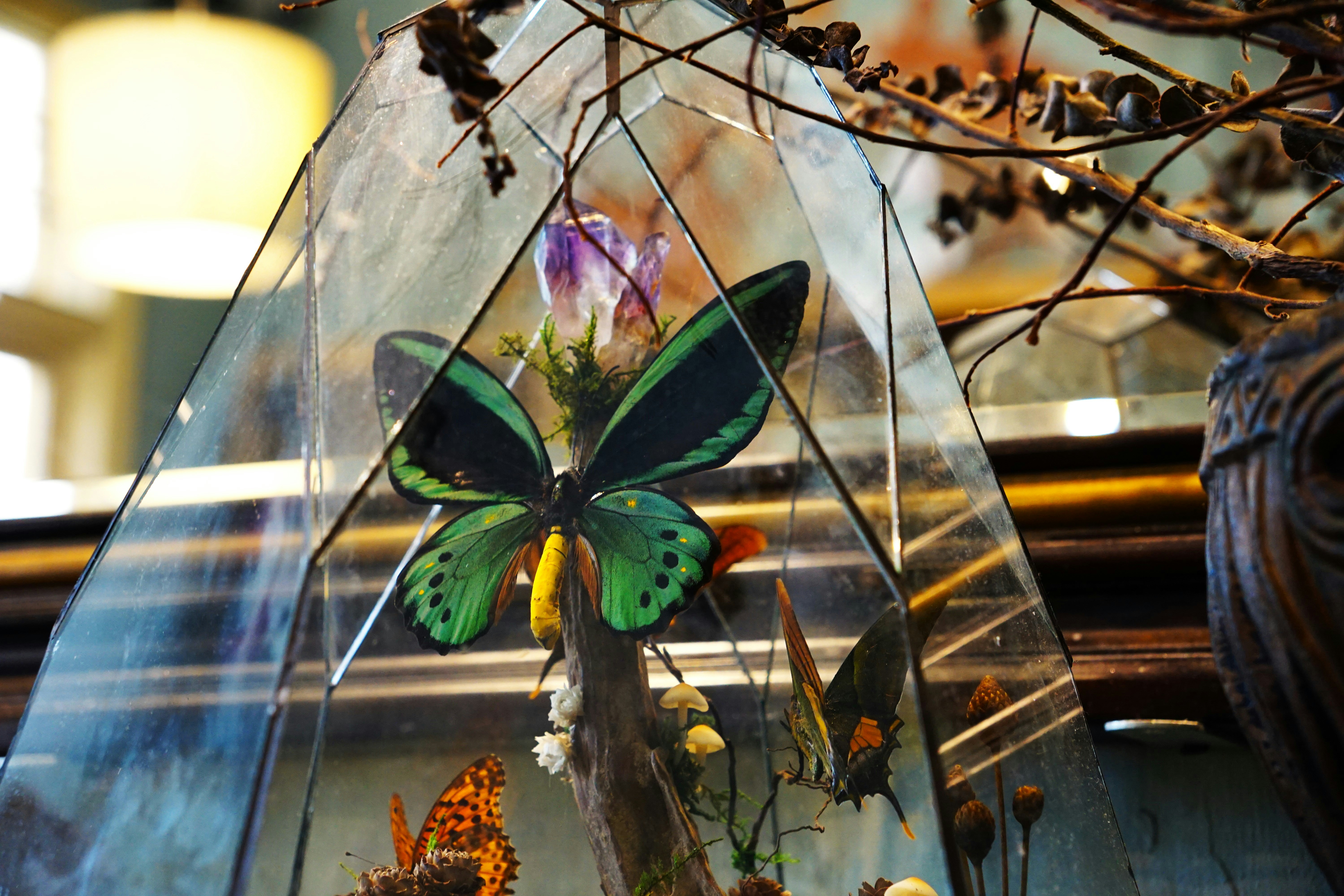 Emerald Morpho in a Crystal Terrarium: A Quiet Insect Cabinet Moment