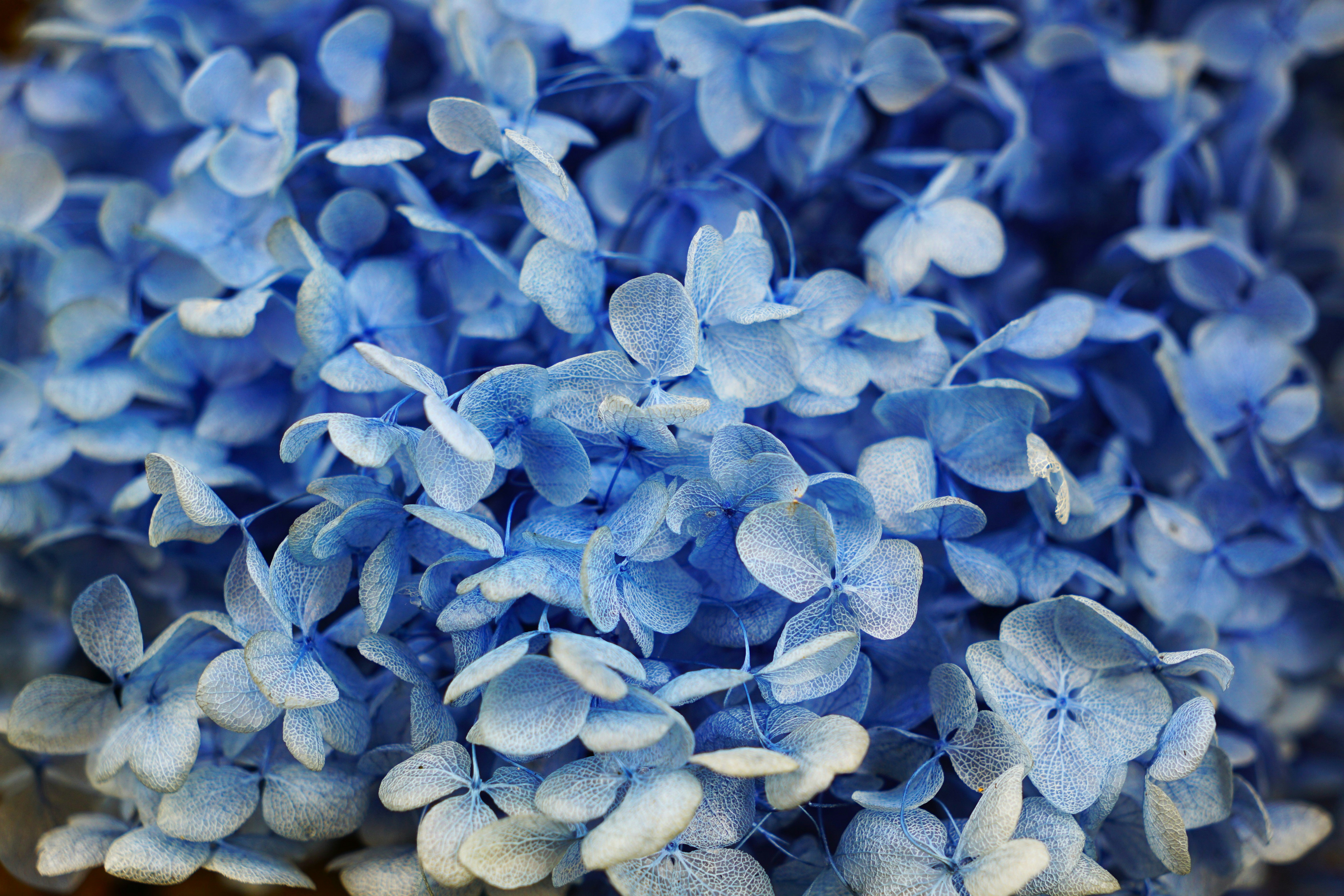 Whispers of Blue: A Floral Embrace