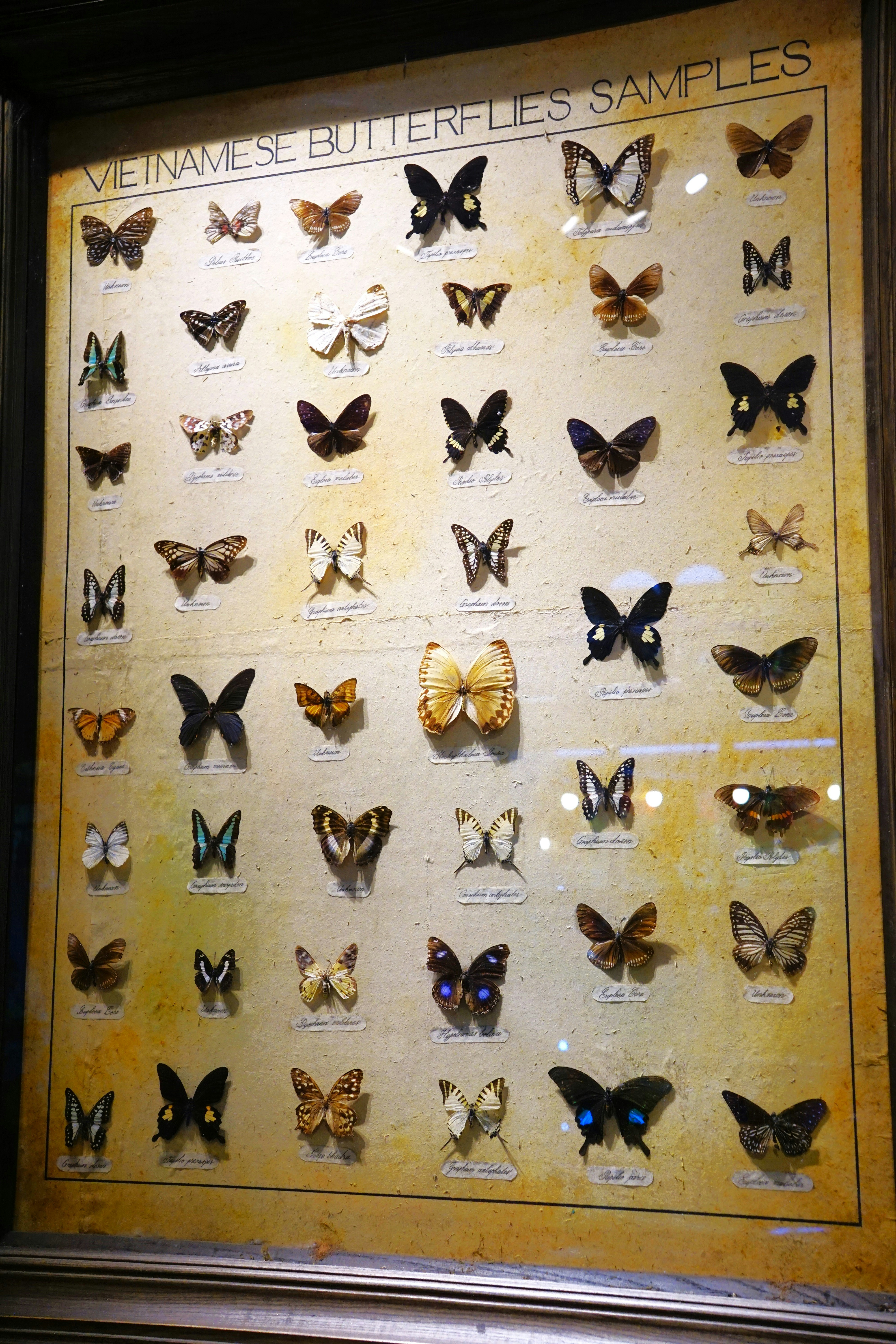 Display of various Vietnamese butterfly specimens arranged in a grid format, showcasing their diverse colors and patterns.