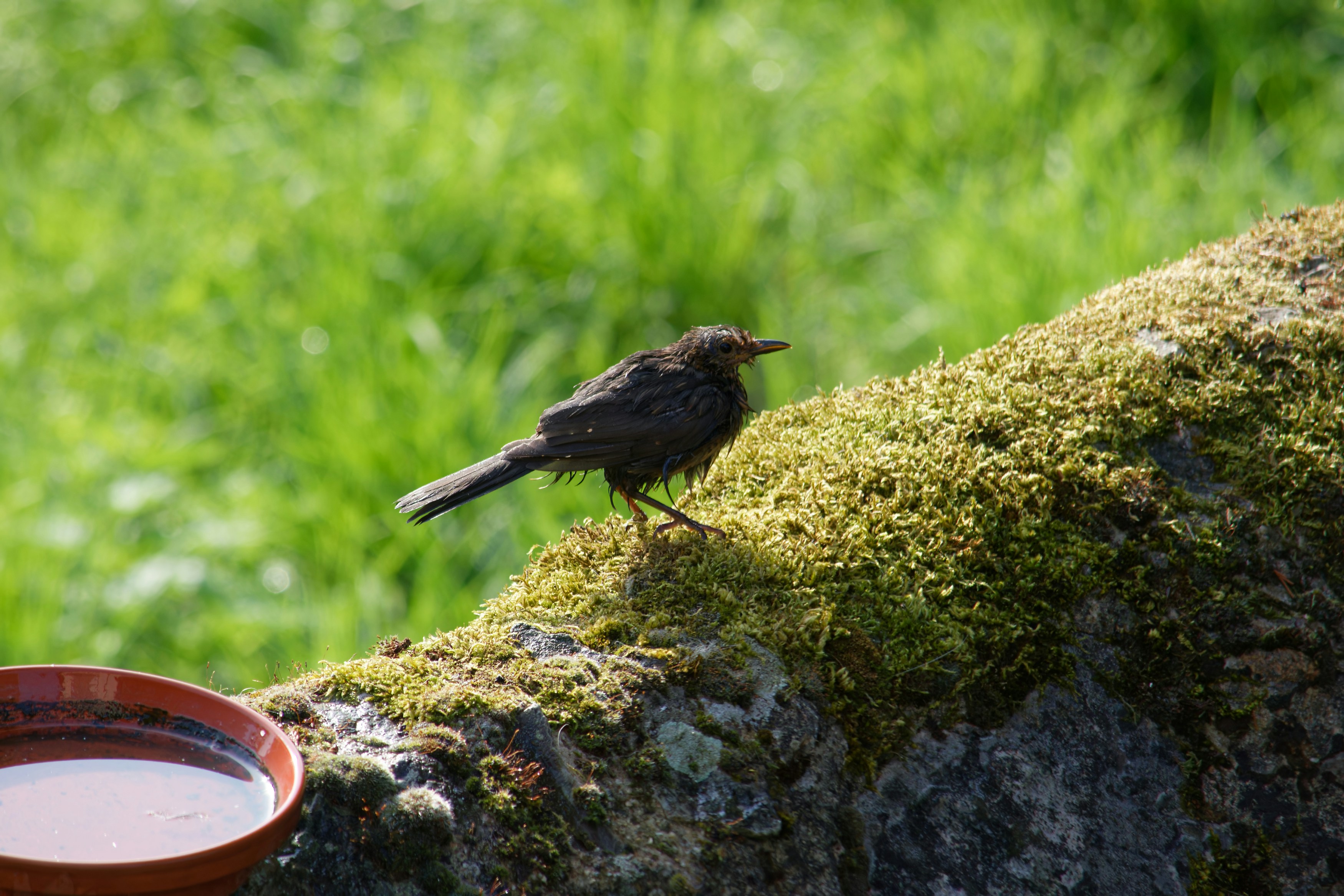 Nature's Perch: A Moment of Stillness