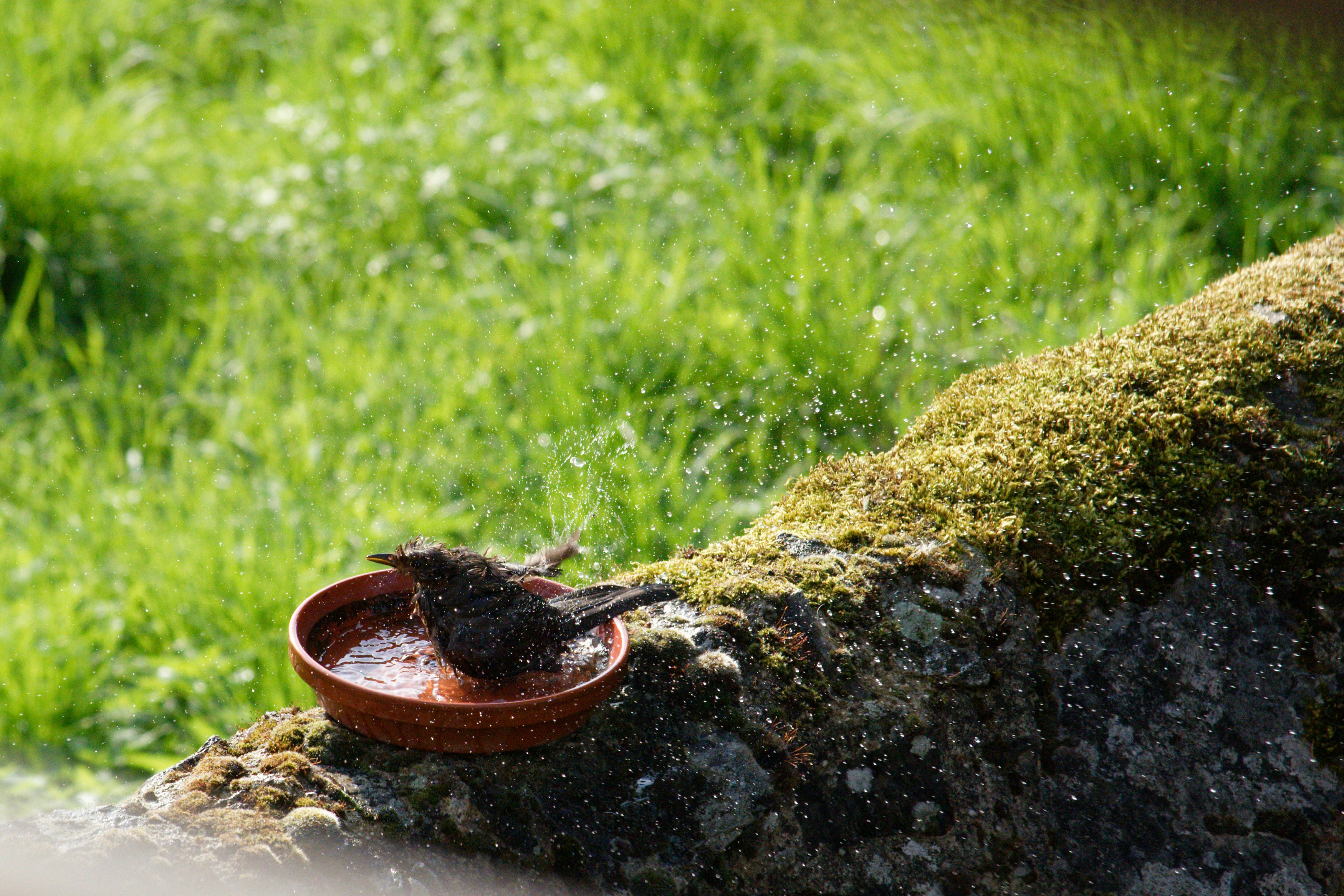 Rockside Bistro: A Tiny Bird Refuels on Moss and Water