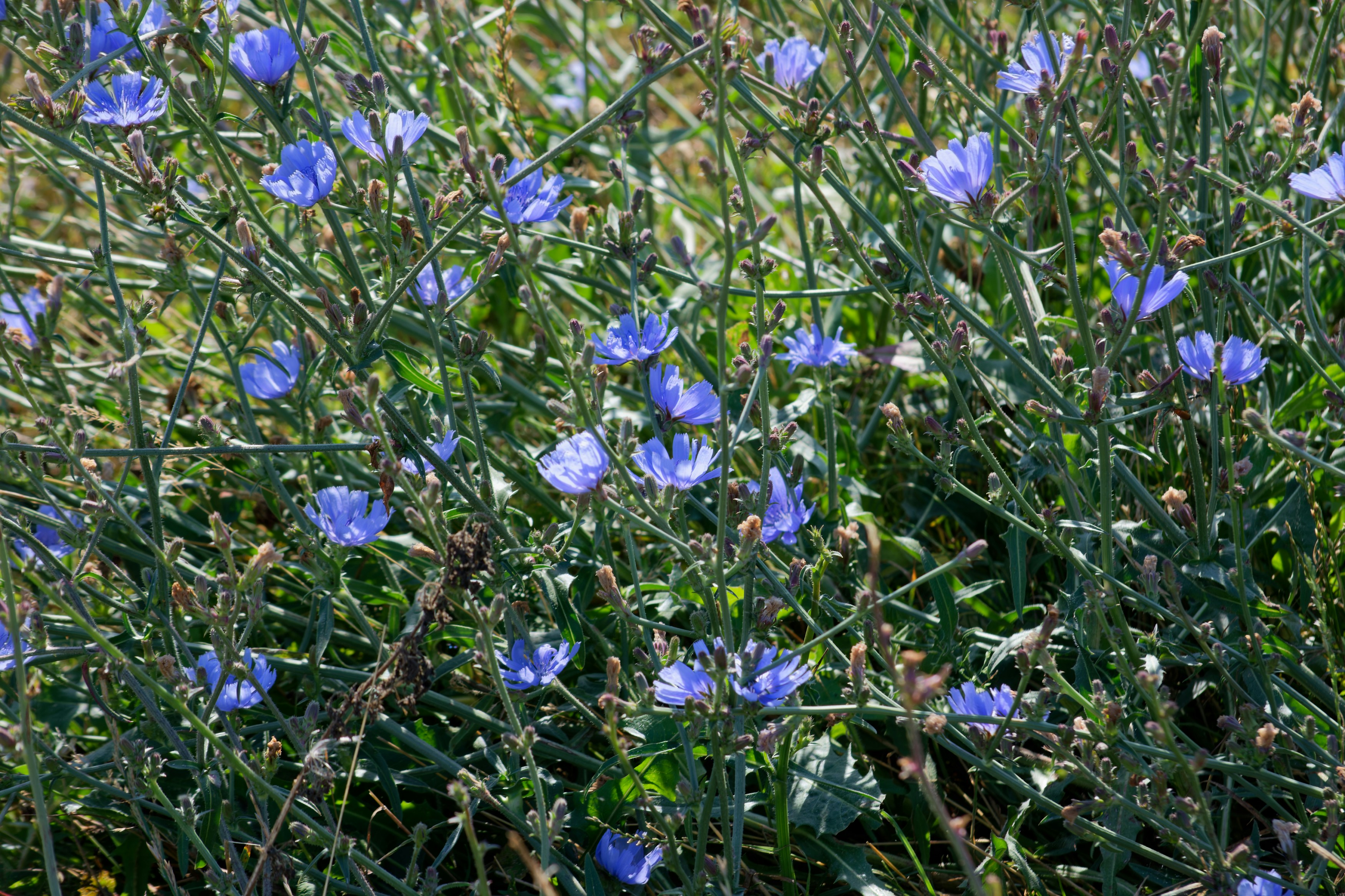 Whispers of Spring: A Floral Tapestry