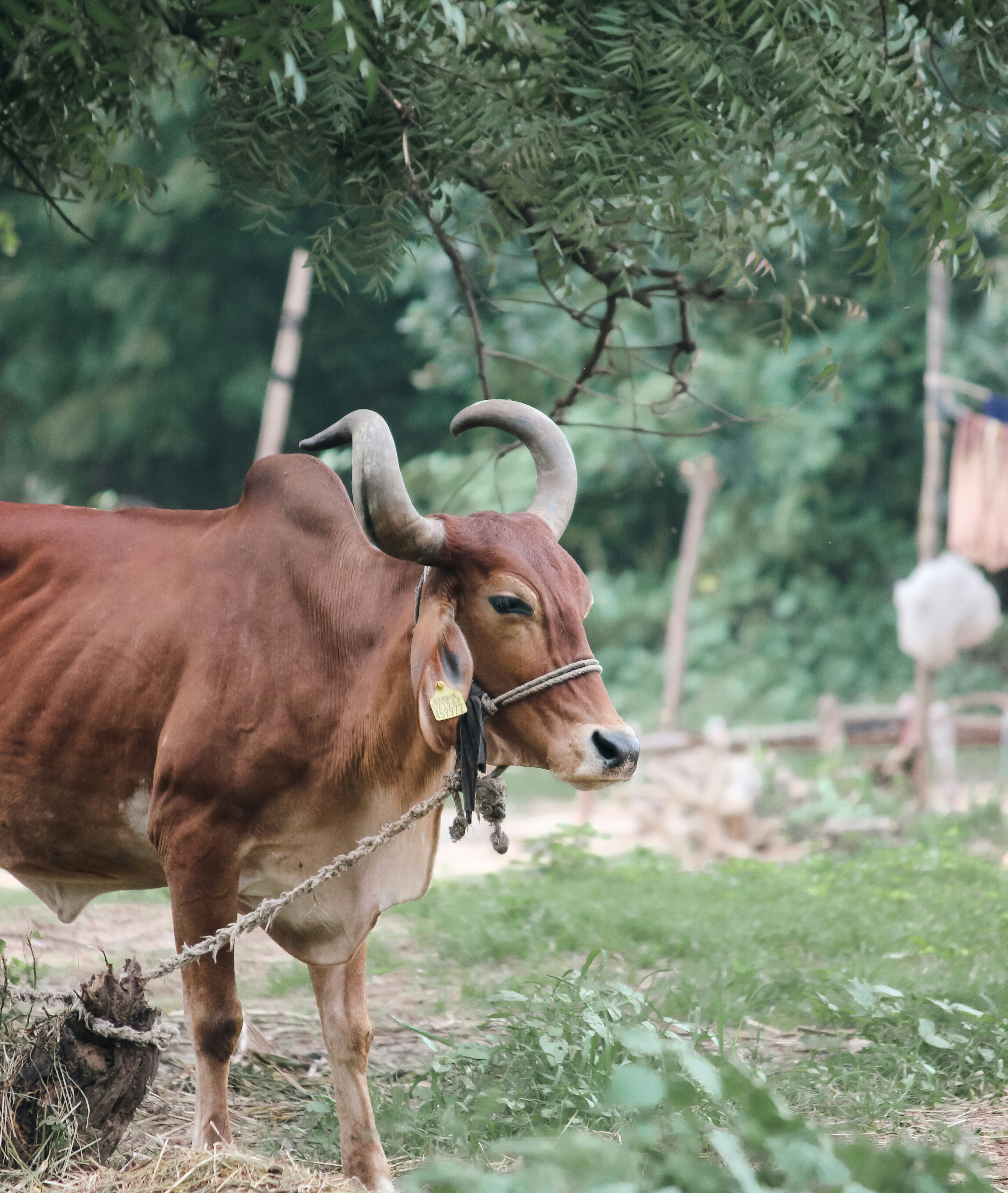 A beautifully captured moment of rural serenity – this majestic cow, with its curved horns and earthy brown coat, stands peacefully against a lush green backdrop. The soft natural light, the details of the rope and tag, and the calm expression bring out the essence of village life and harmony with nature. A true example of how simplicity and beauty coexist in everyday surroundings. | A brown cow with large horns stands tethered.