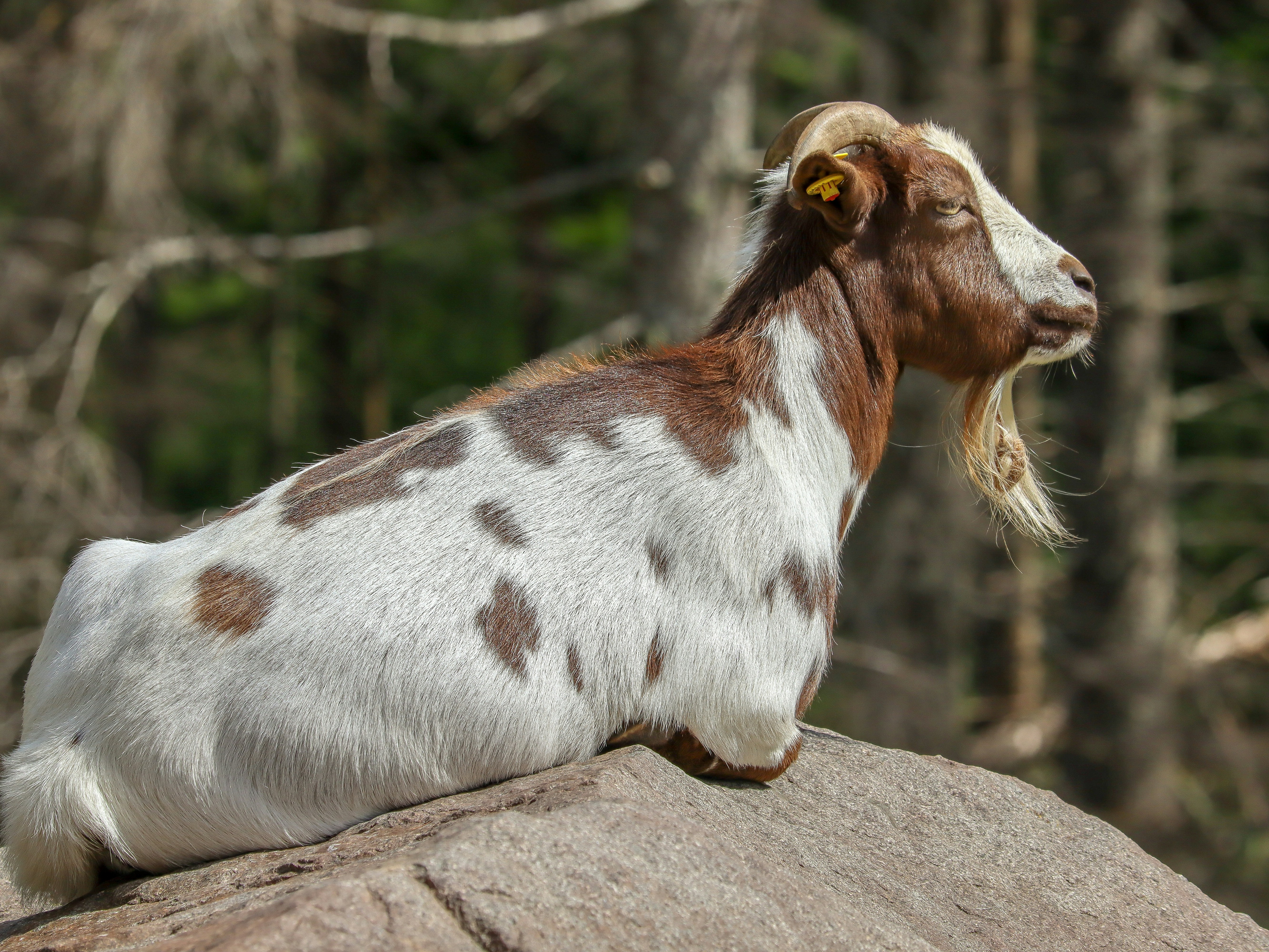 A brown and white goat rests on a rock.
