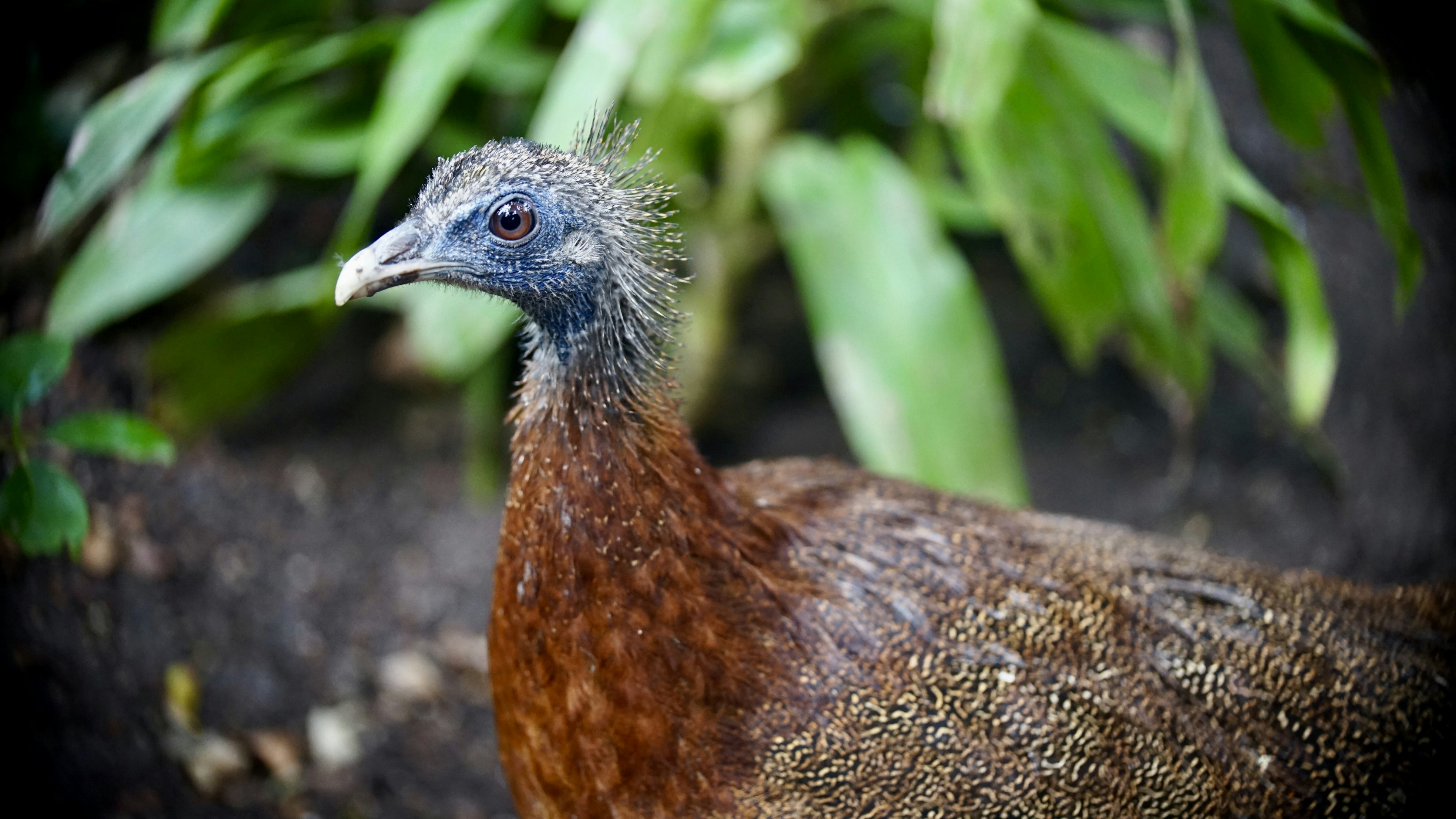 A bird with brown feathers and a blue head
