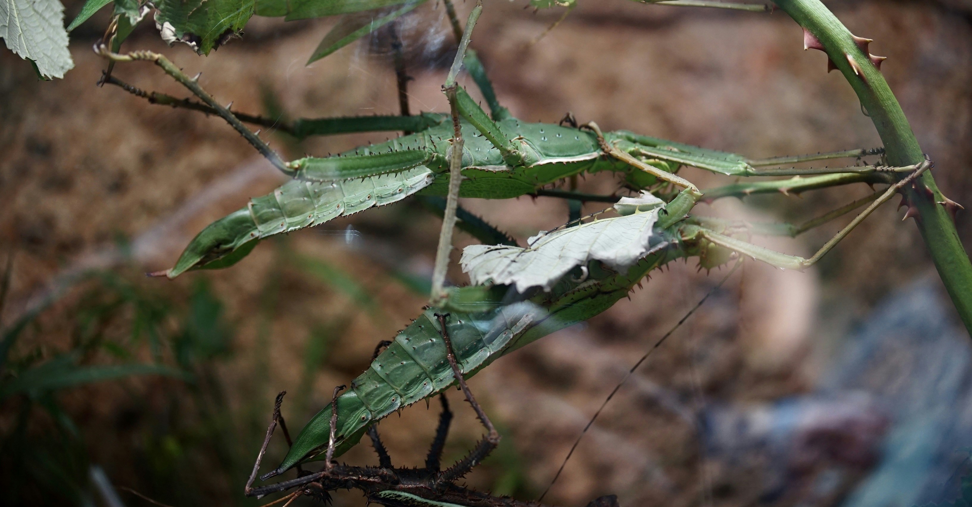 Green stick insects camouflaged on a leafy branch