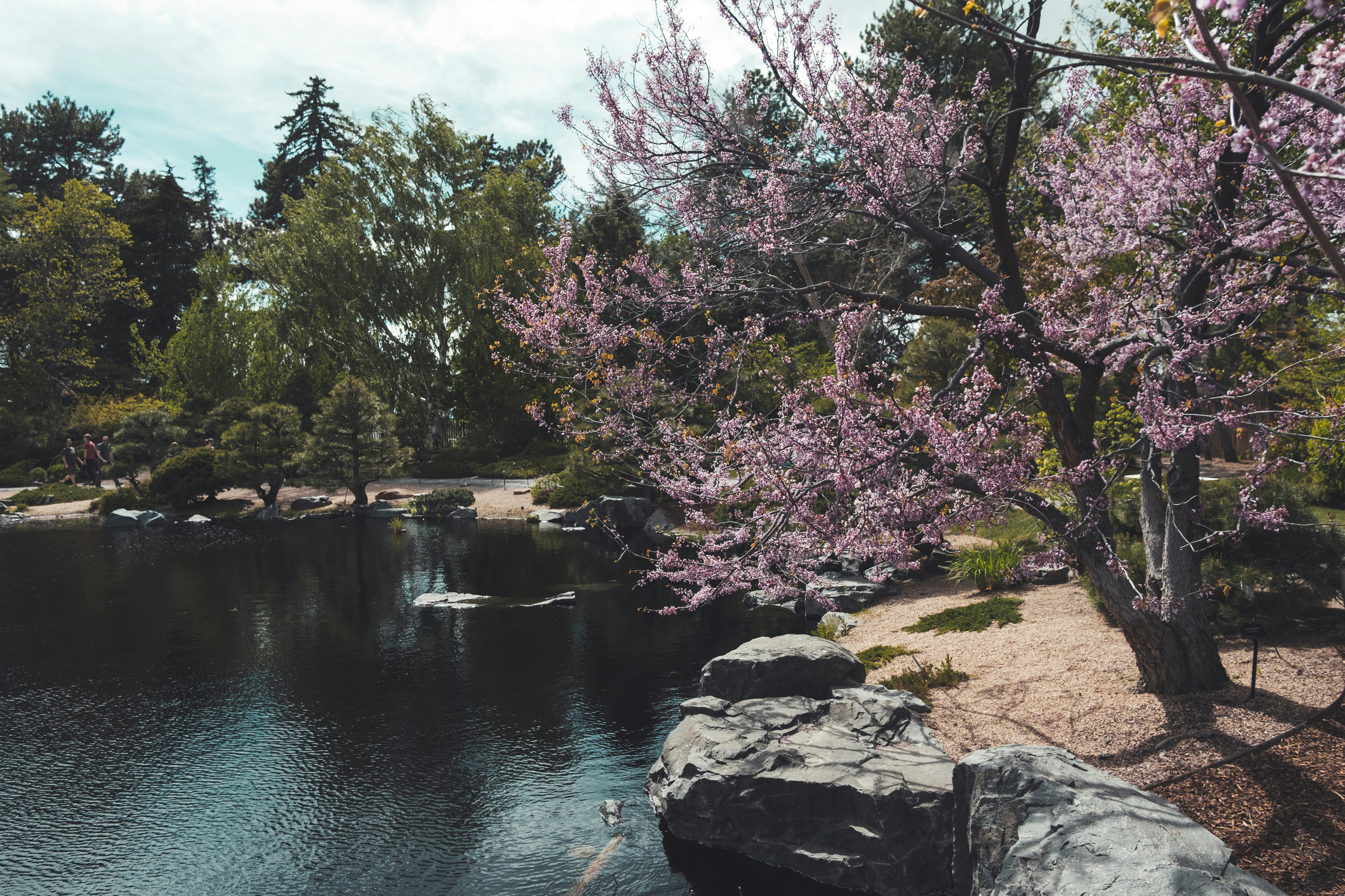Cherry blossom tree by a tranquil pond