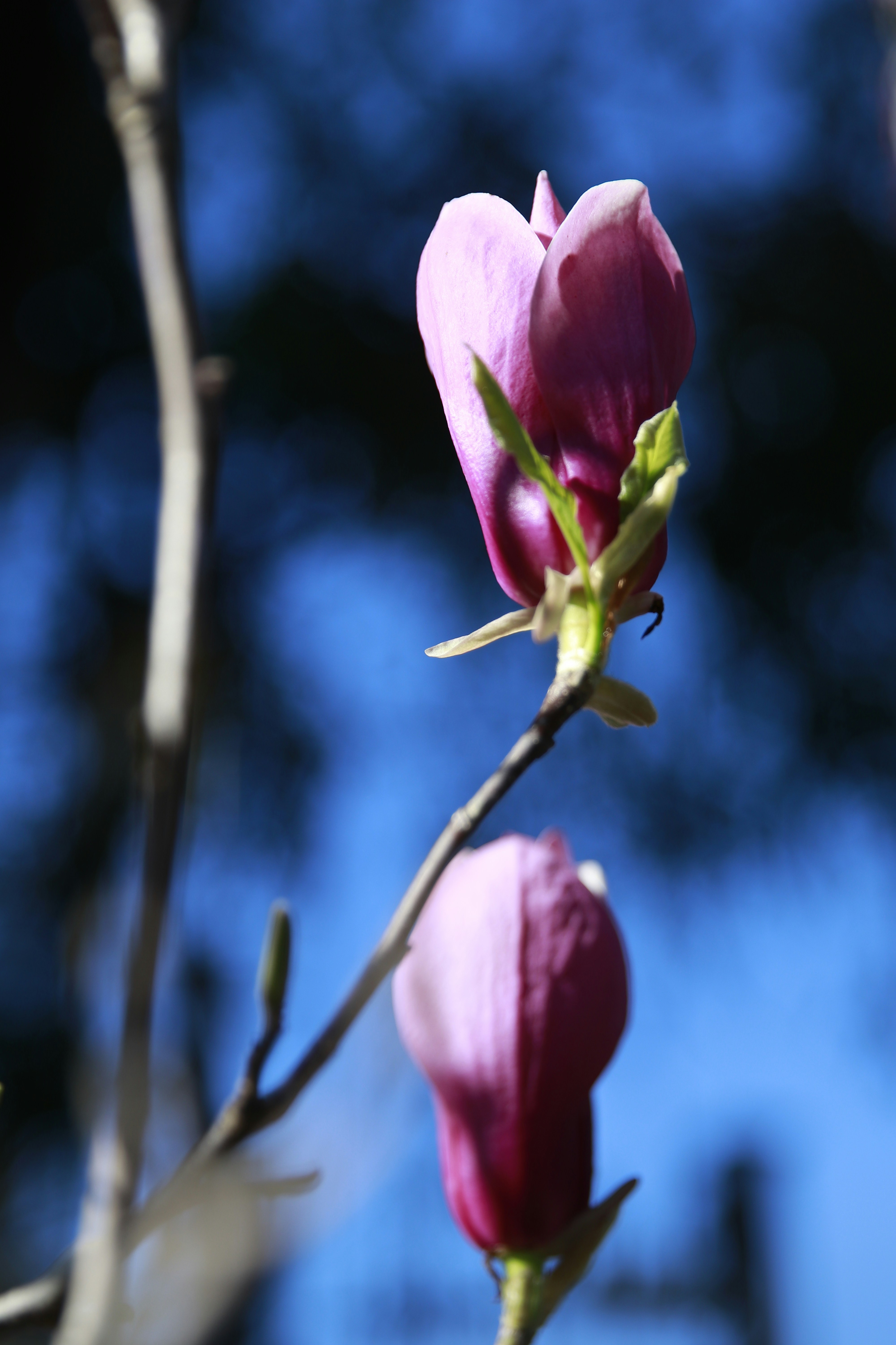 Cobalt Sky Frames Pink Magnolia Buds