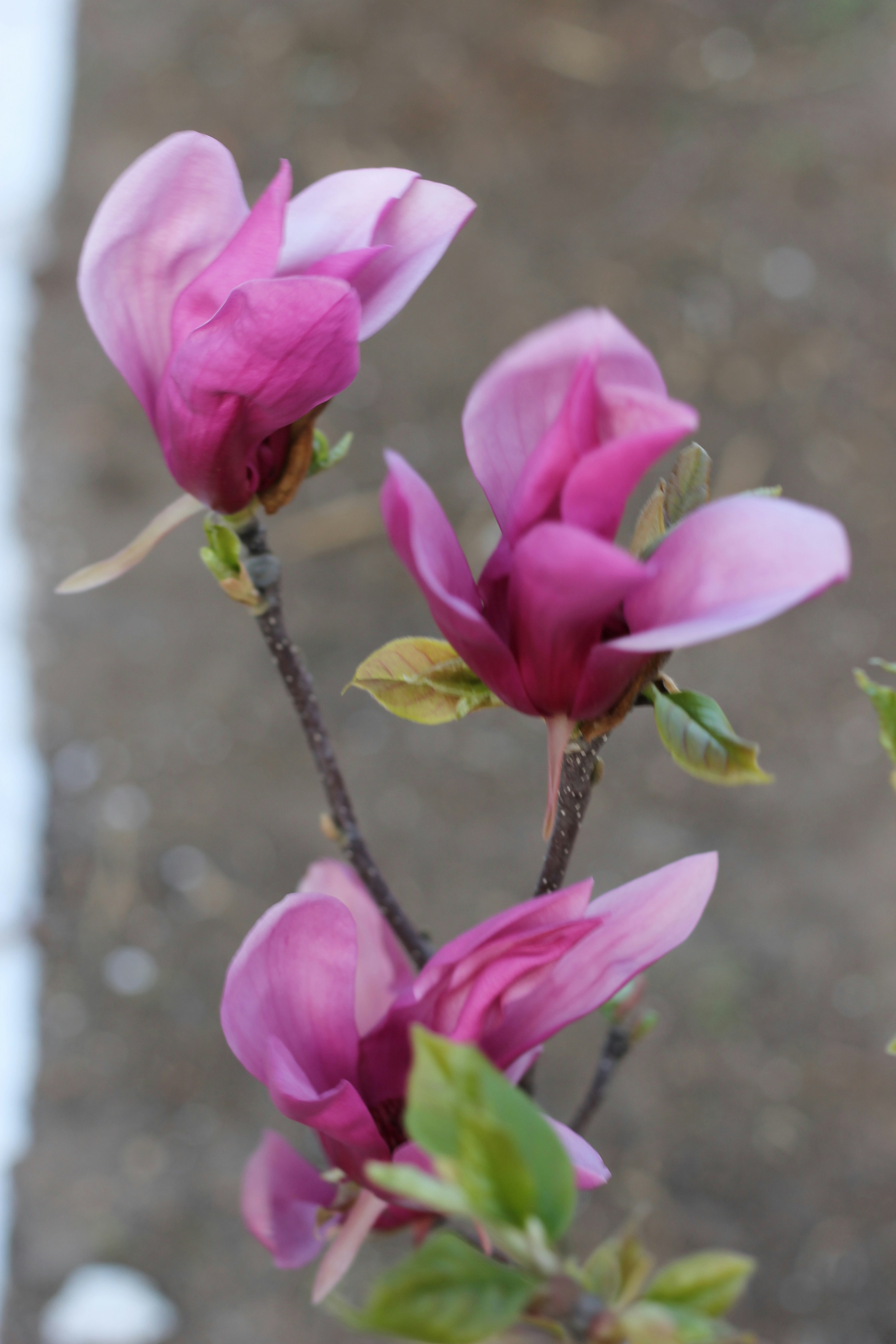 Whispers of Spring: The Magnolia Bloom