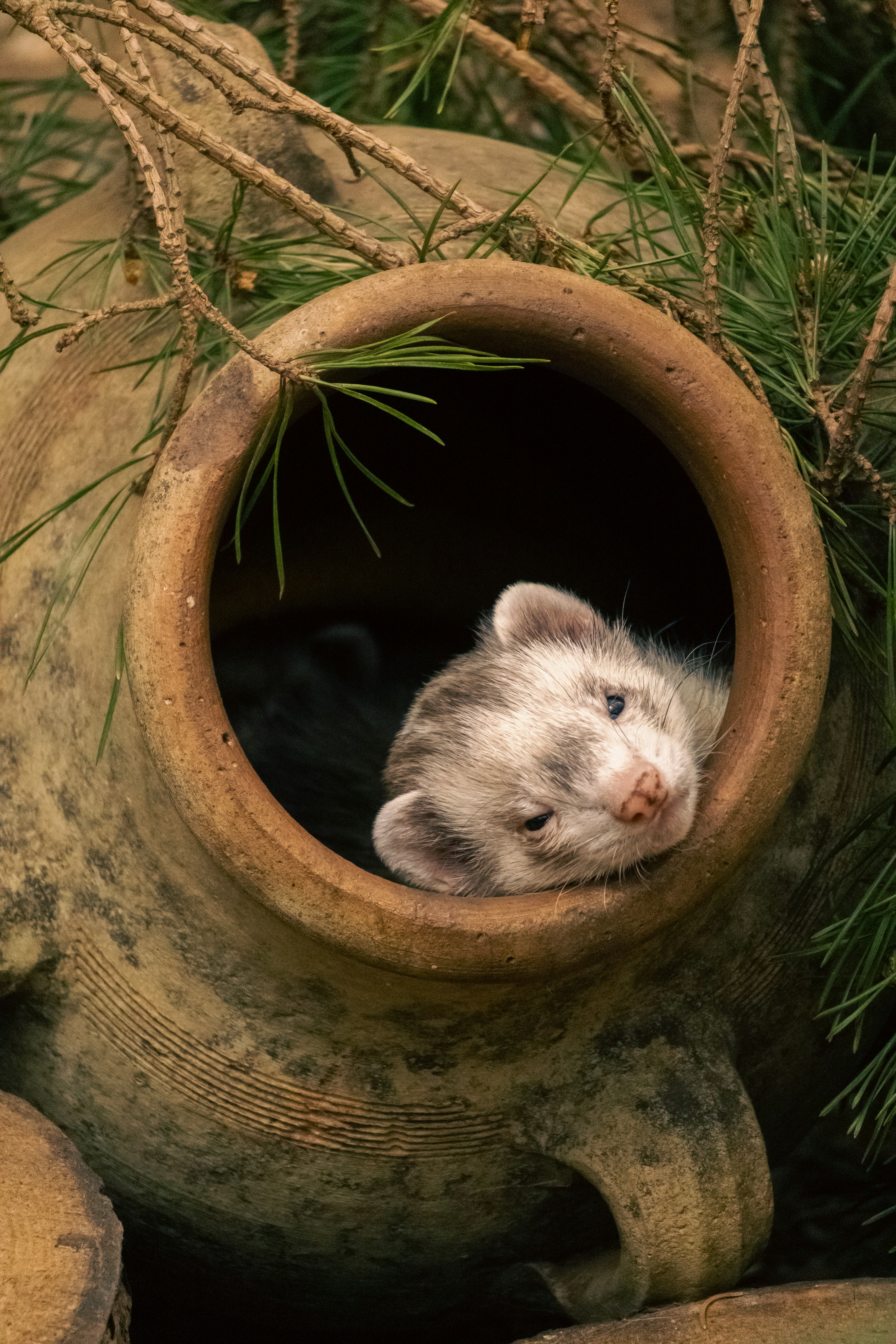 Curious Ferret Peering from Ancient Vessel
