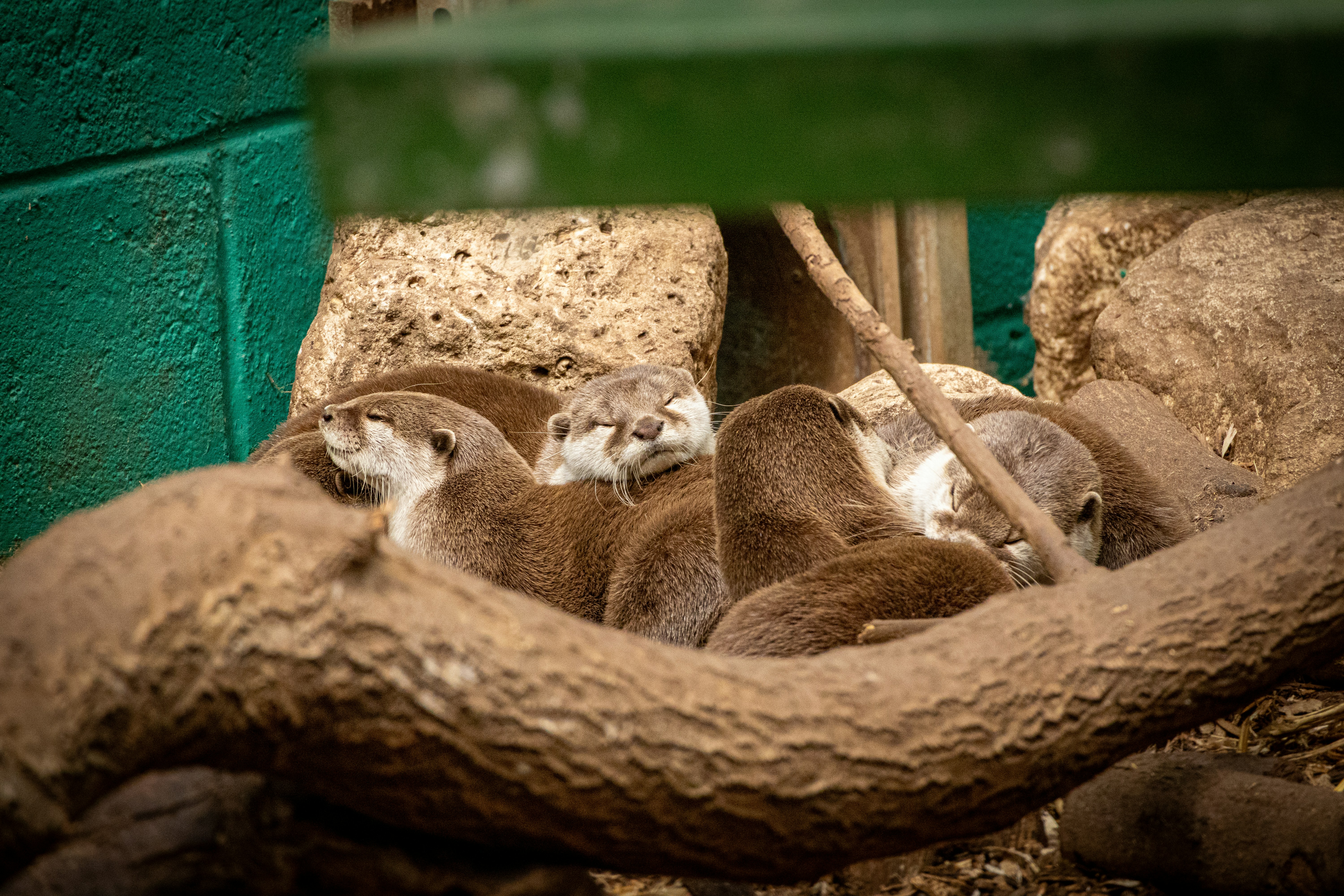Curved Log Den: A Meerkat Huddle Under a Green Wall