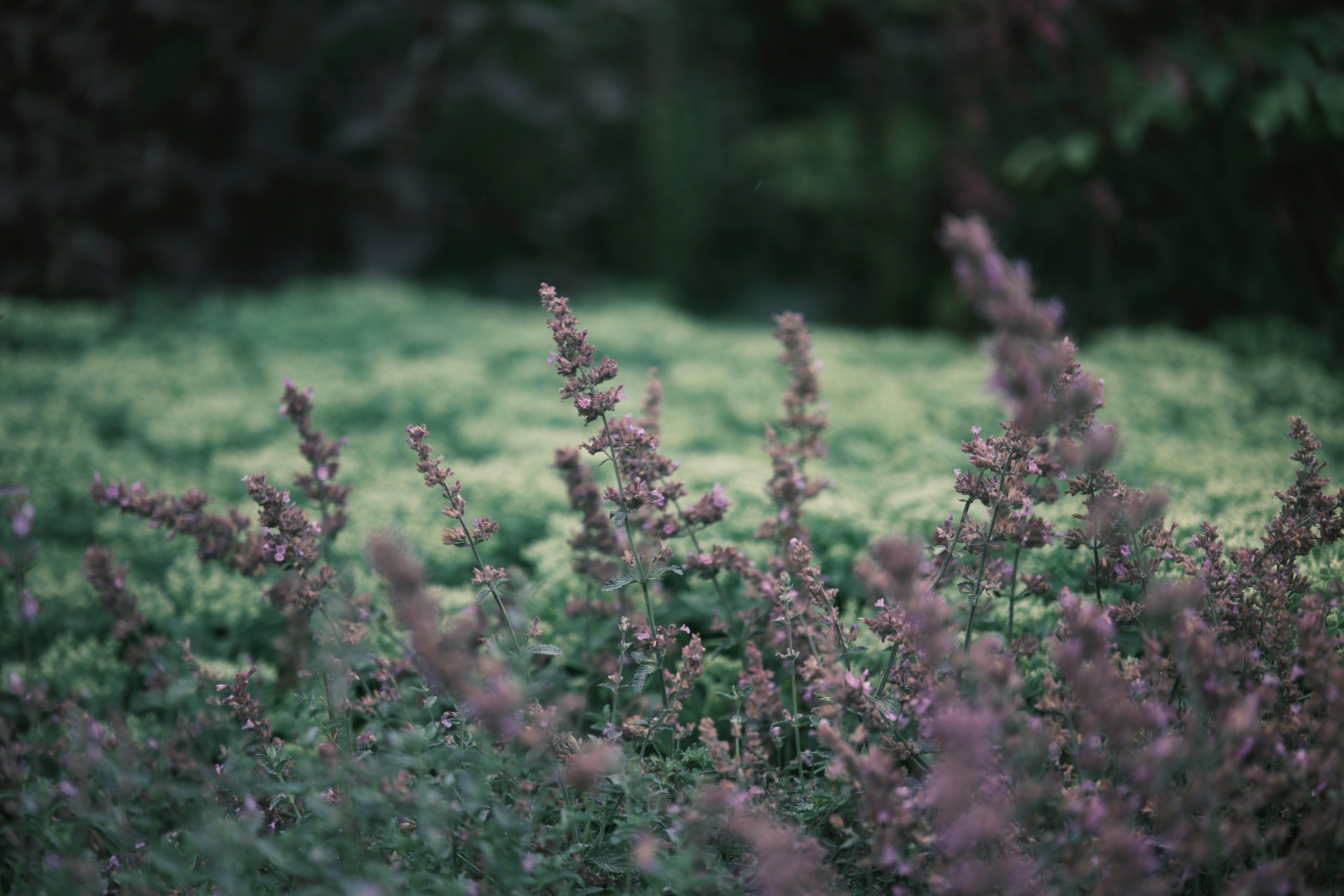 Purple summer flowers with blurred background in King’s Garden, Copenhagen, Denmark | Purple flowers bloom in a lush green garden.