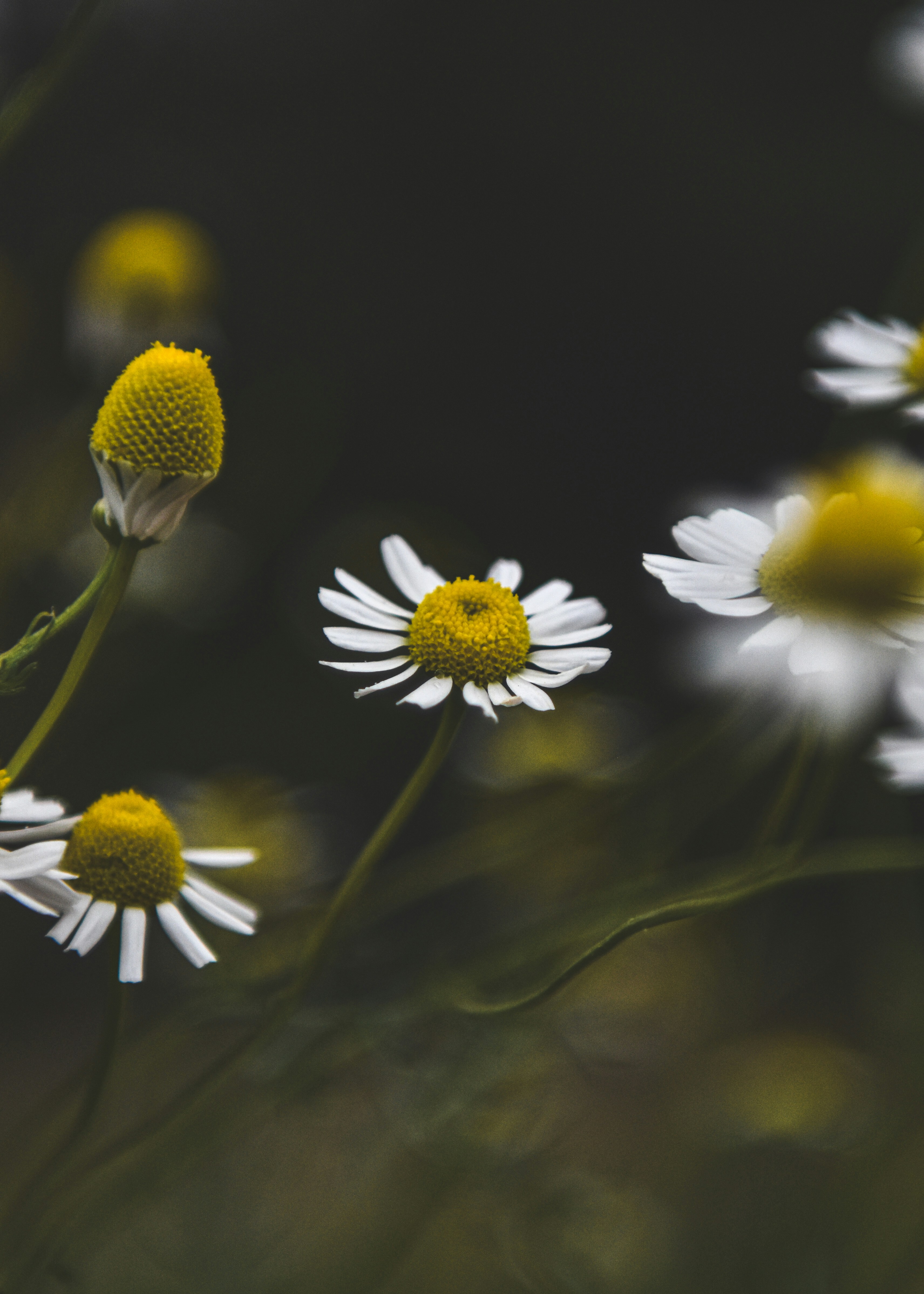 Chamomile