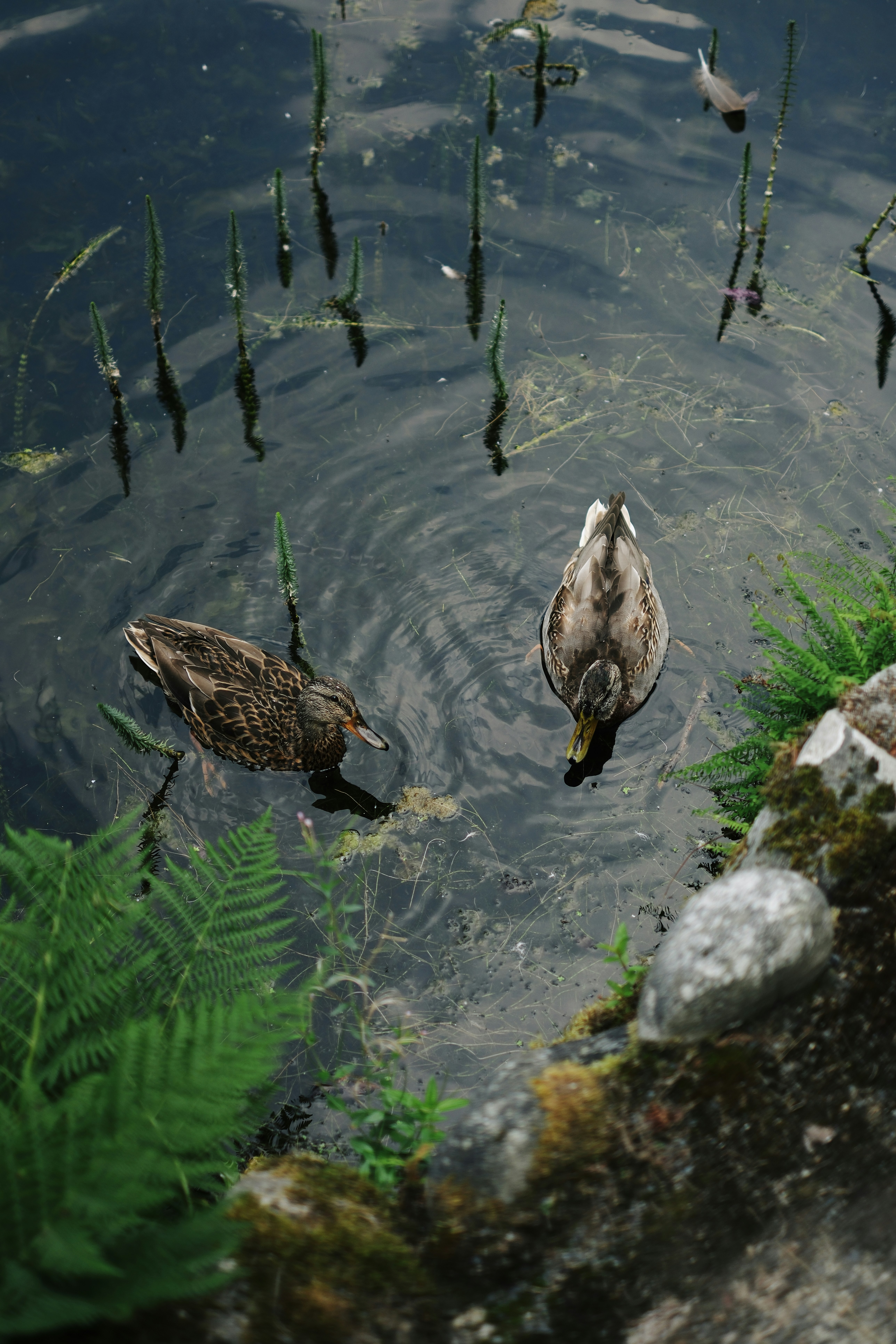 Serene Reflections: A Duck's Delight